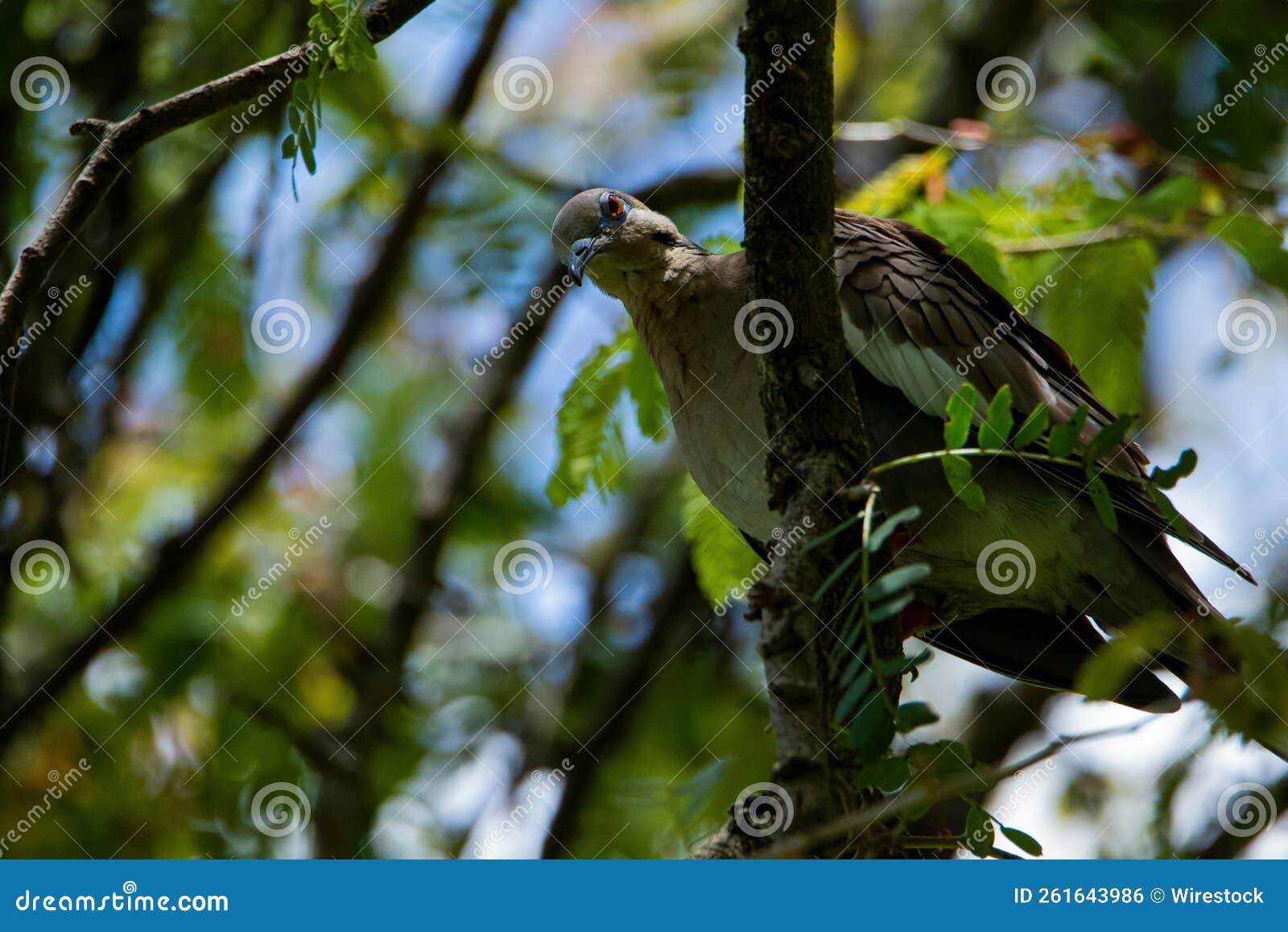 Selective Focus of a Common Wood Pigeon Under View with Tree Blurred in ...