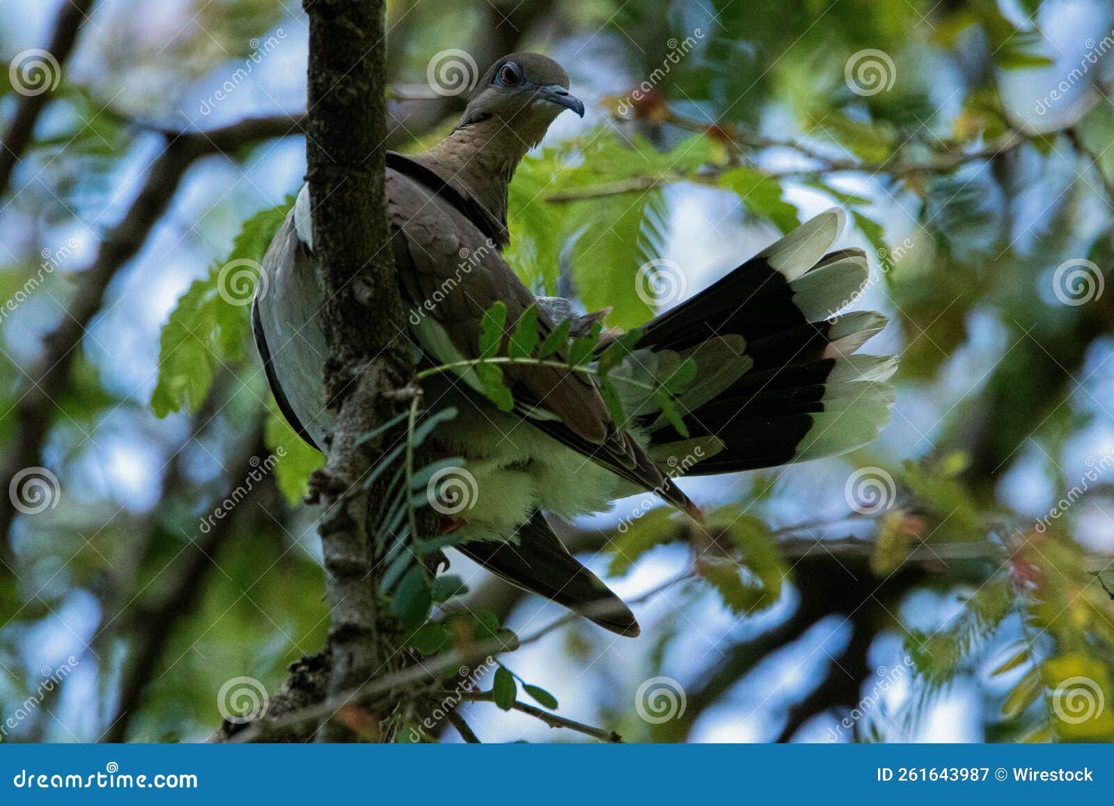 Selective Focus of a Common Wood Pigeon Under View with Tree Blurred in ...