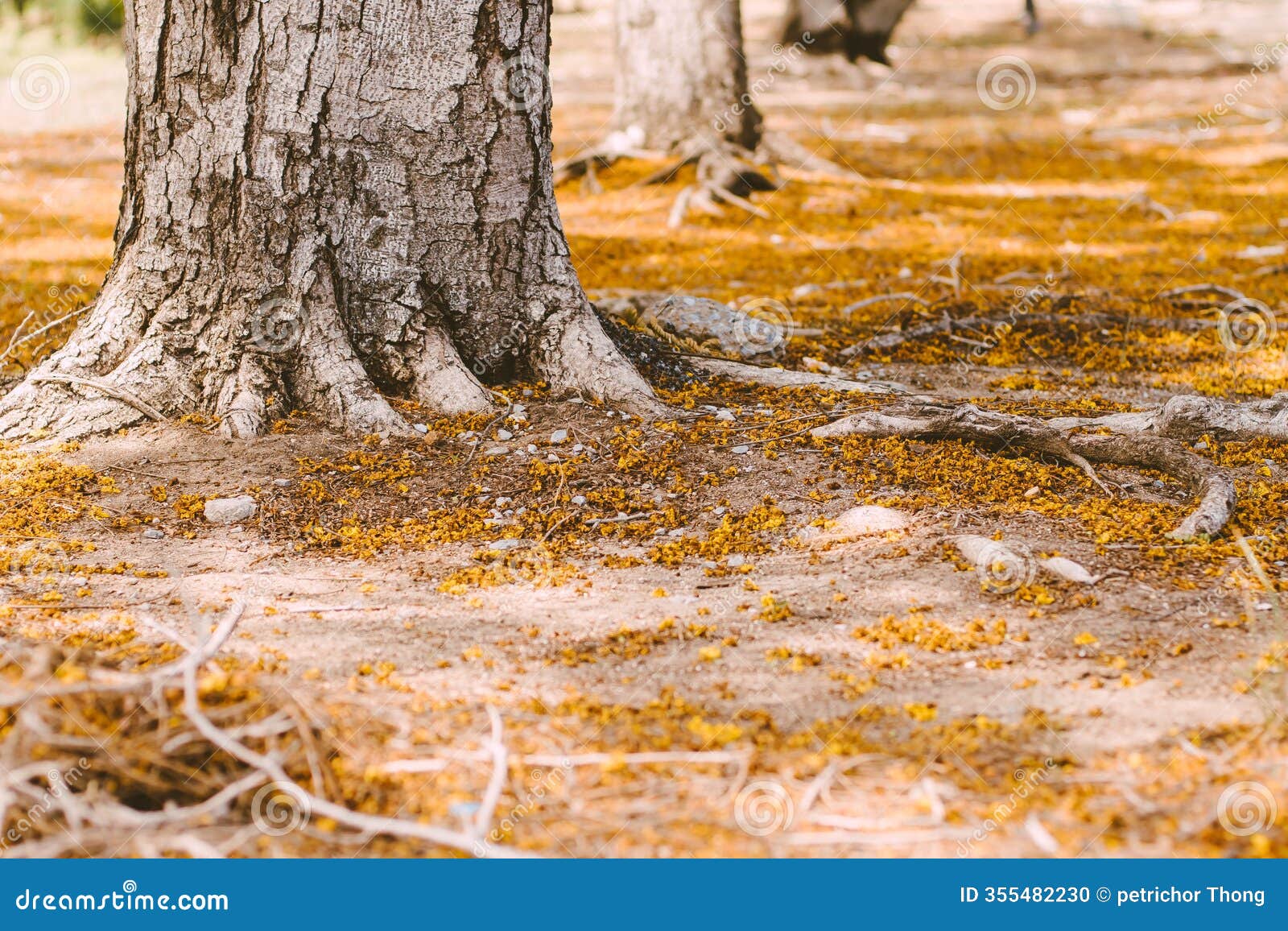 Selective Focus Complex Above Ground Root System of a Tree Surrounded ...