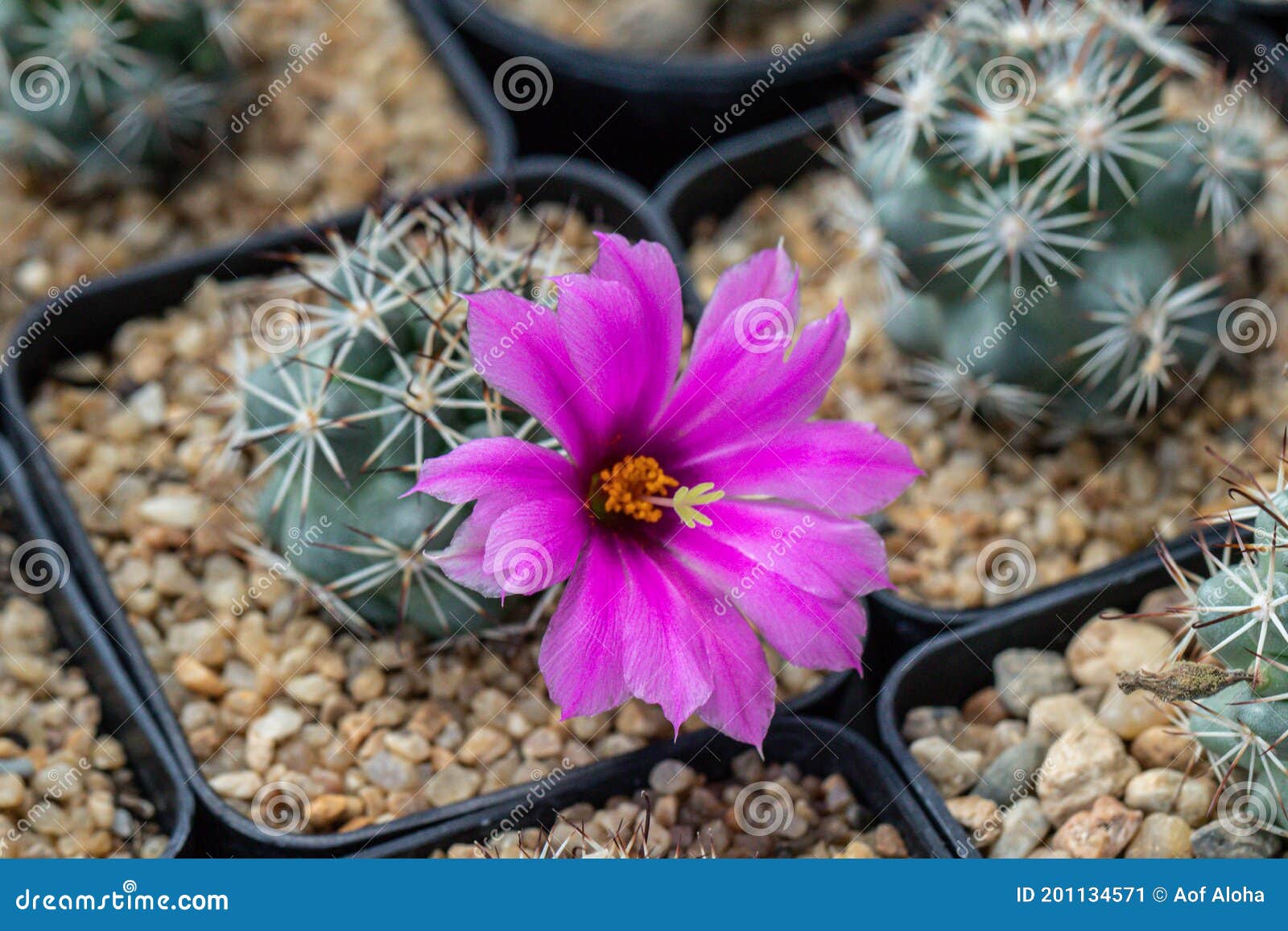 Selective Focus Coryphantha Elephantidens Cactus in a Garden.Commonly ...