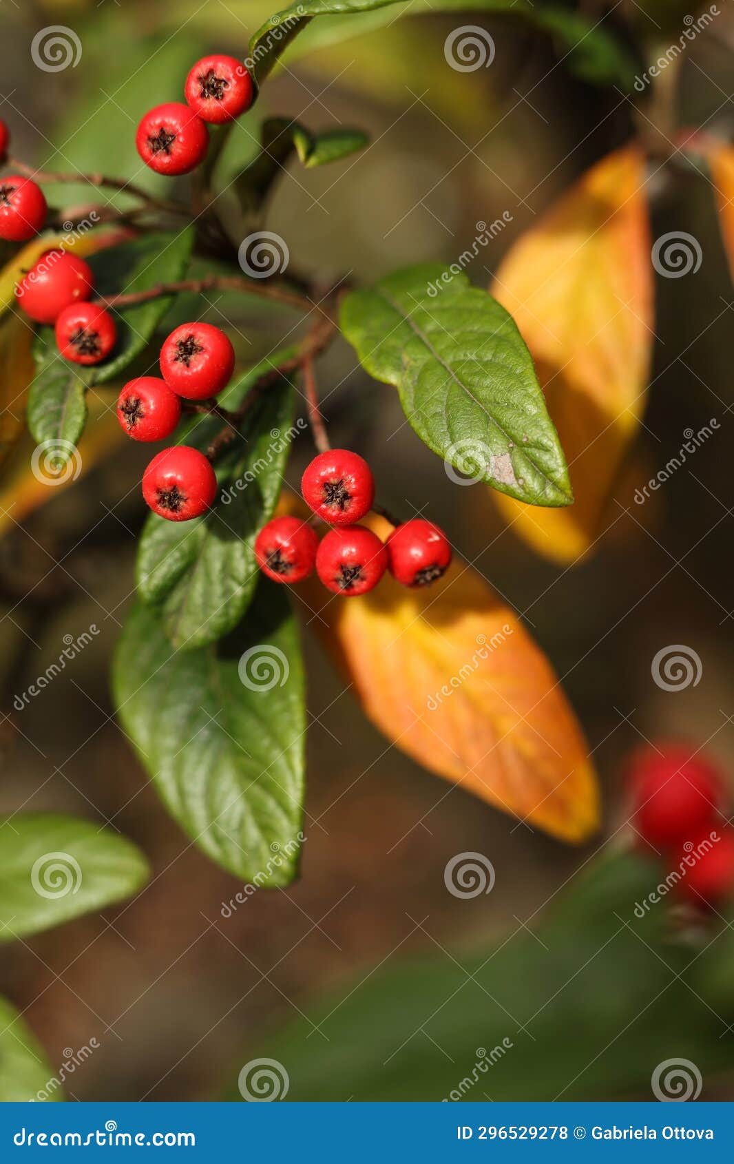 Cotoneaster Frigidus, the Tree Cotoneaster, Autumn Berries in the ...