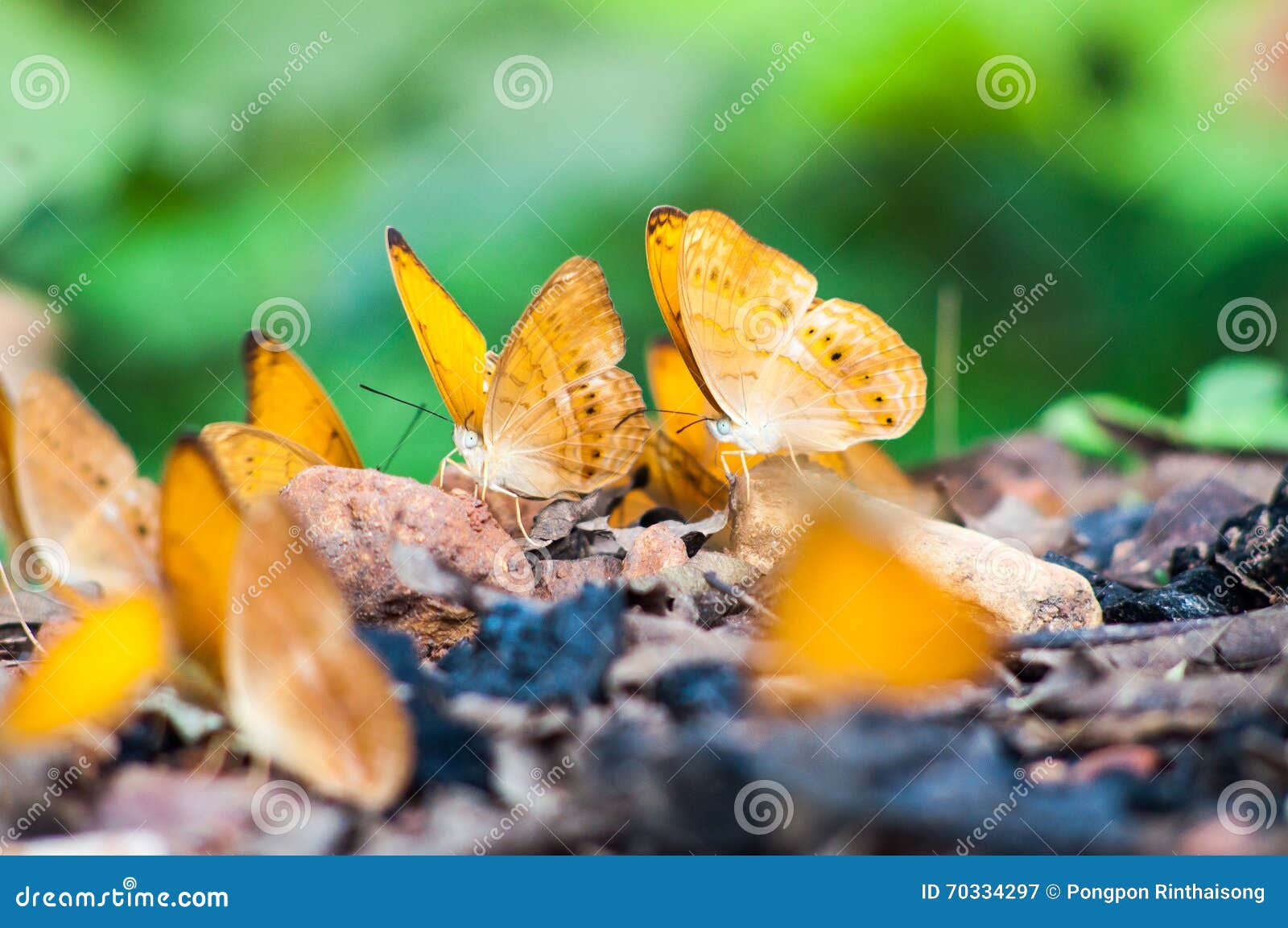Selective Focus of Couple Butterfly in Nature Stock Image - Image of ...