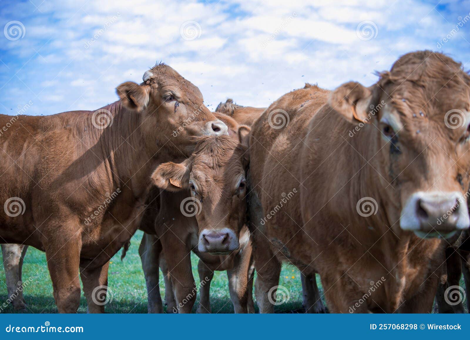 Selective Focus of Cows Standing in a Grassfield Stock Photo - Image of ...