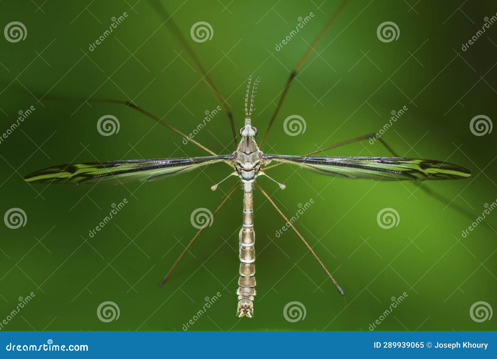 Crane fly, Tipula Furca stock image. Image of insect - 289939065