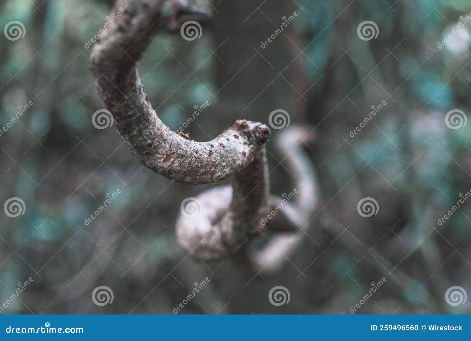 Selective Focus of a Crooked Tree Branch Stock Photo - Image of blurry ...