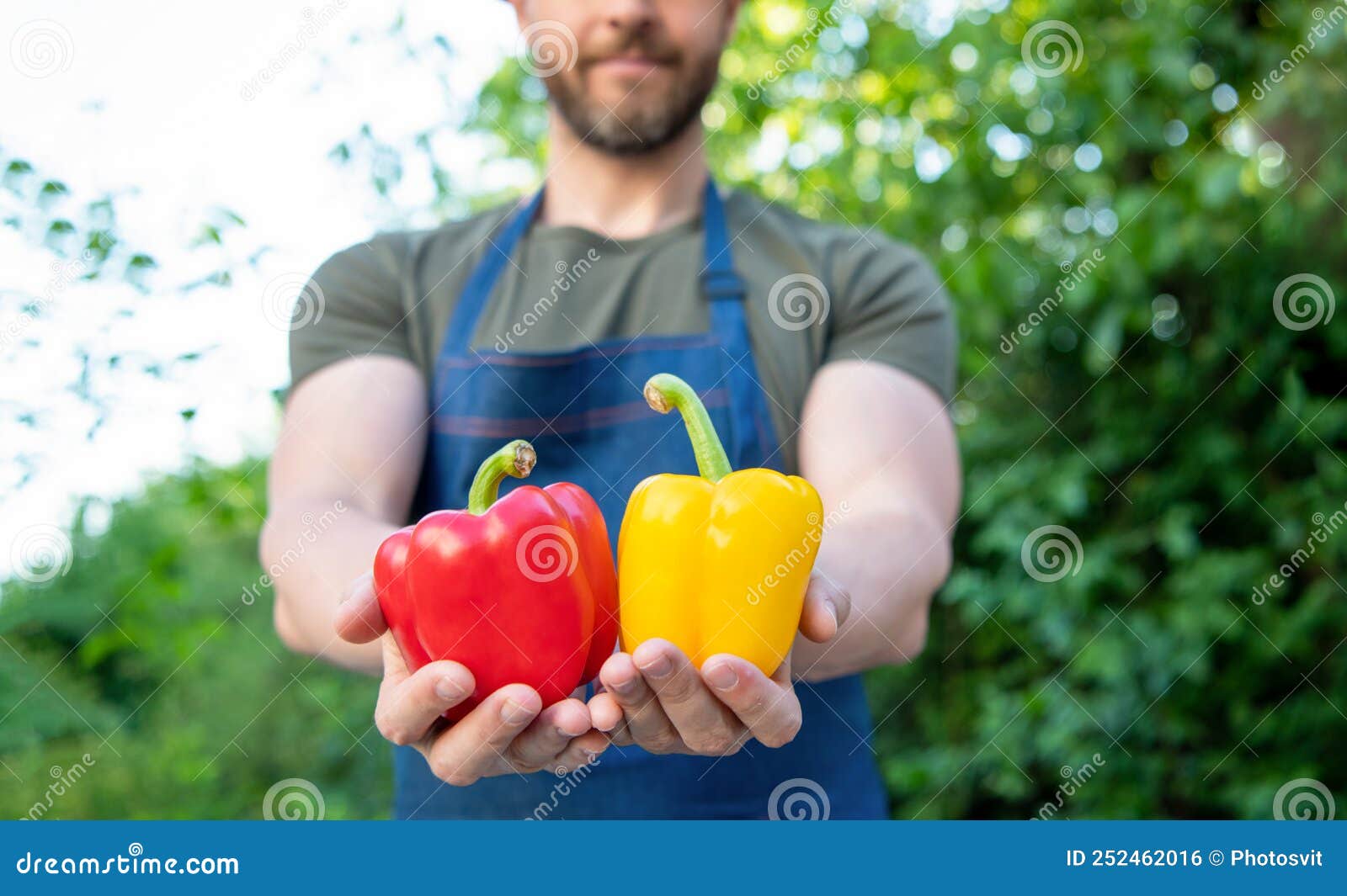 Selective Focus of Cropped Man Greengrocer with Bell Pepper Stock Photo ...