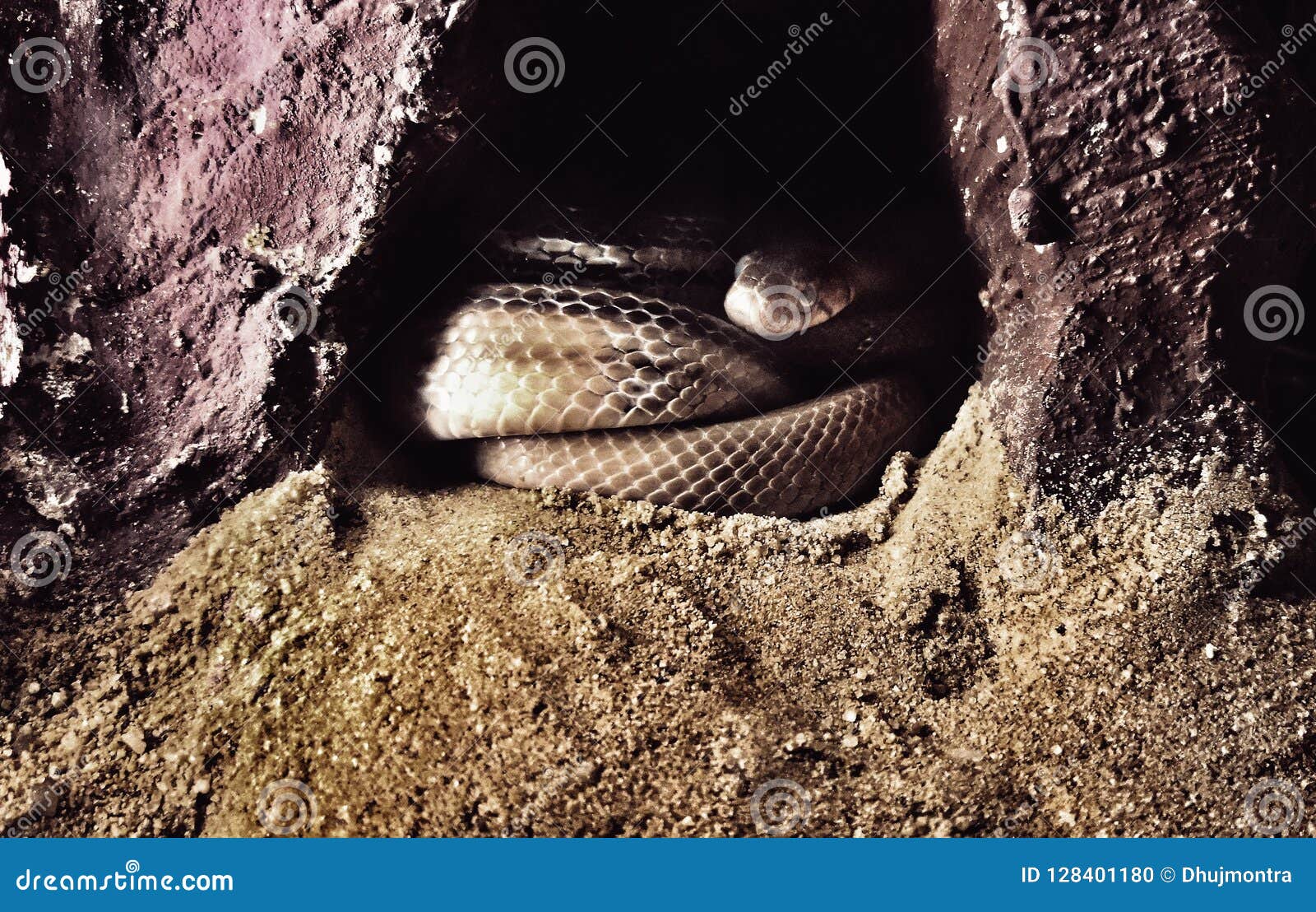 Selective Focus on Curled Snake in the Simulation Cave Stock Photo ...