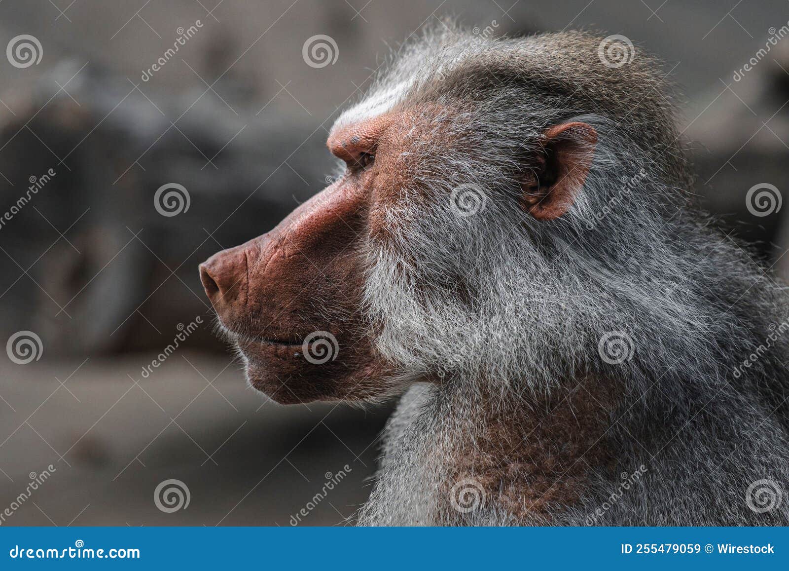 Selective Focus of a Cute Baboon Monkey in Its Habitat Stock Image ...