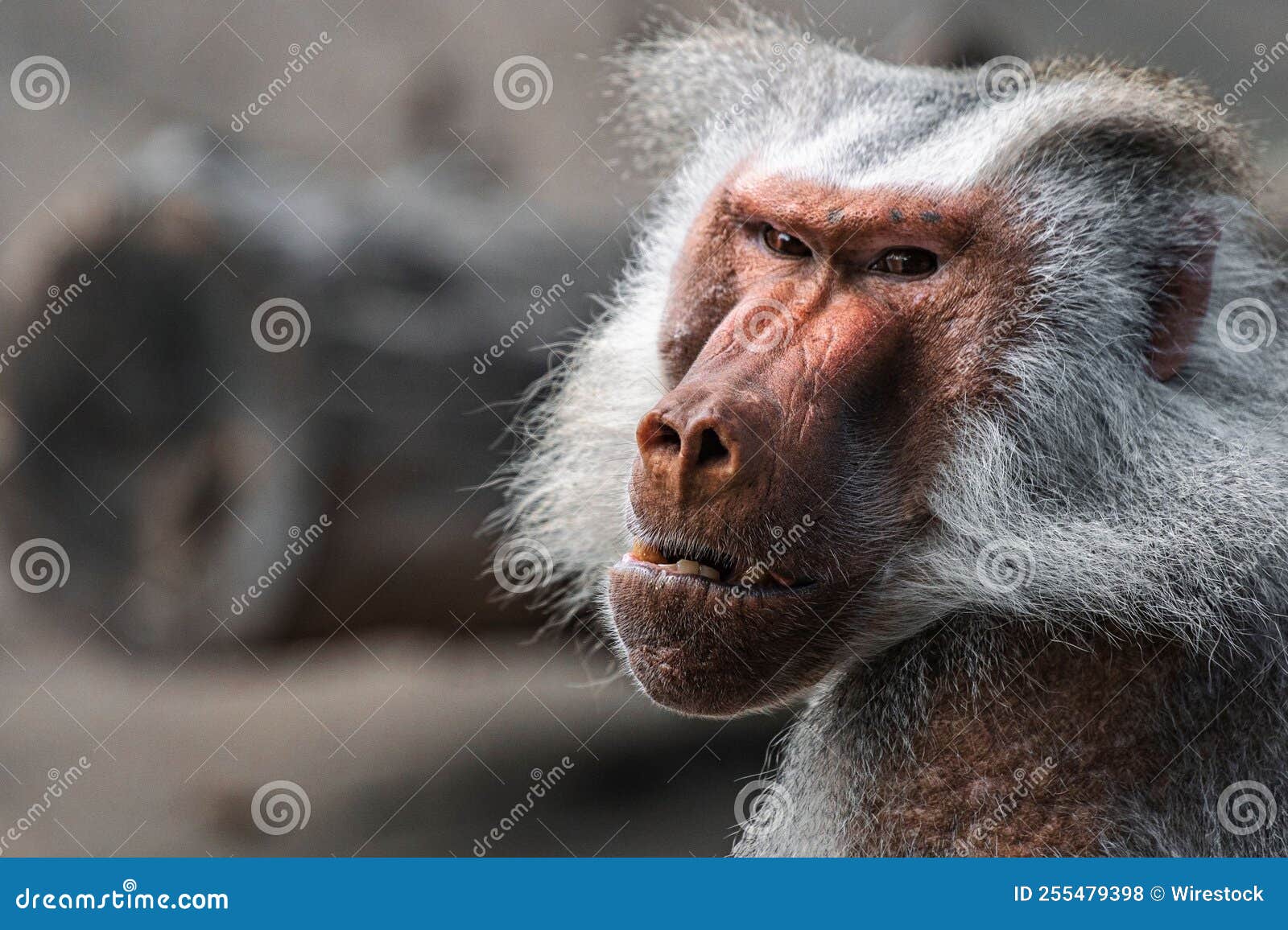 Selective Focus of a Cute Baboon Monkey in Its Habitat Stock Photo ...
