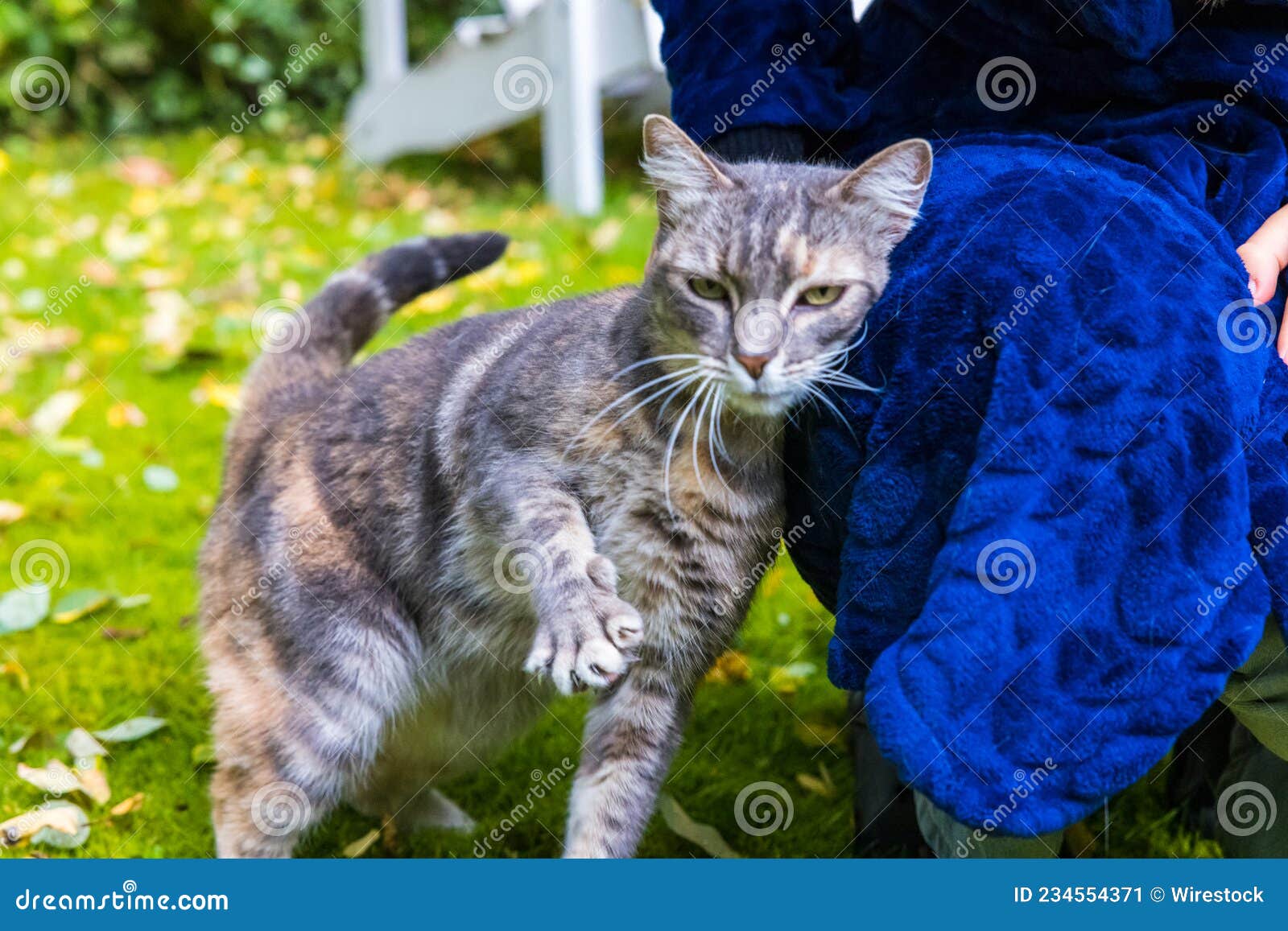 Selective Focus of a Cute Cat Being Touched by Its Owner Stock Image ...