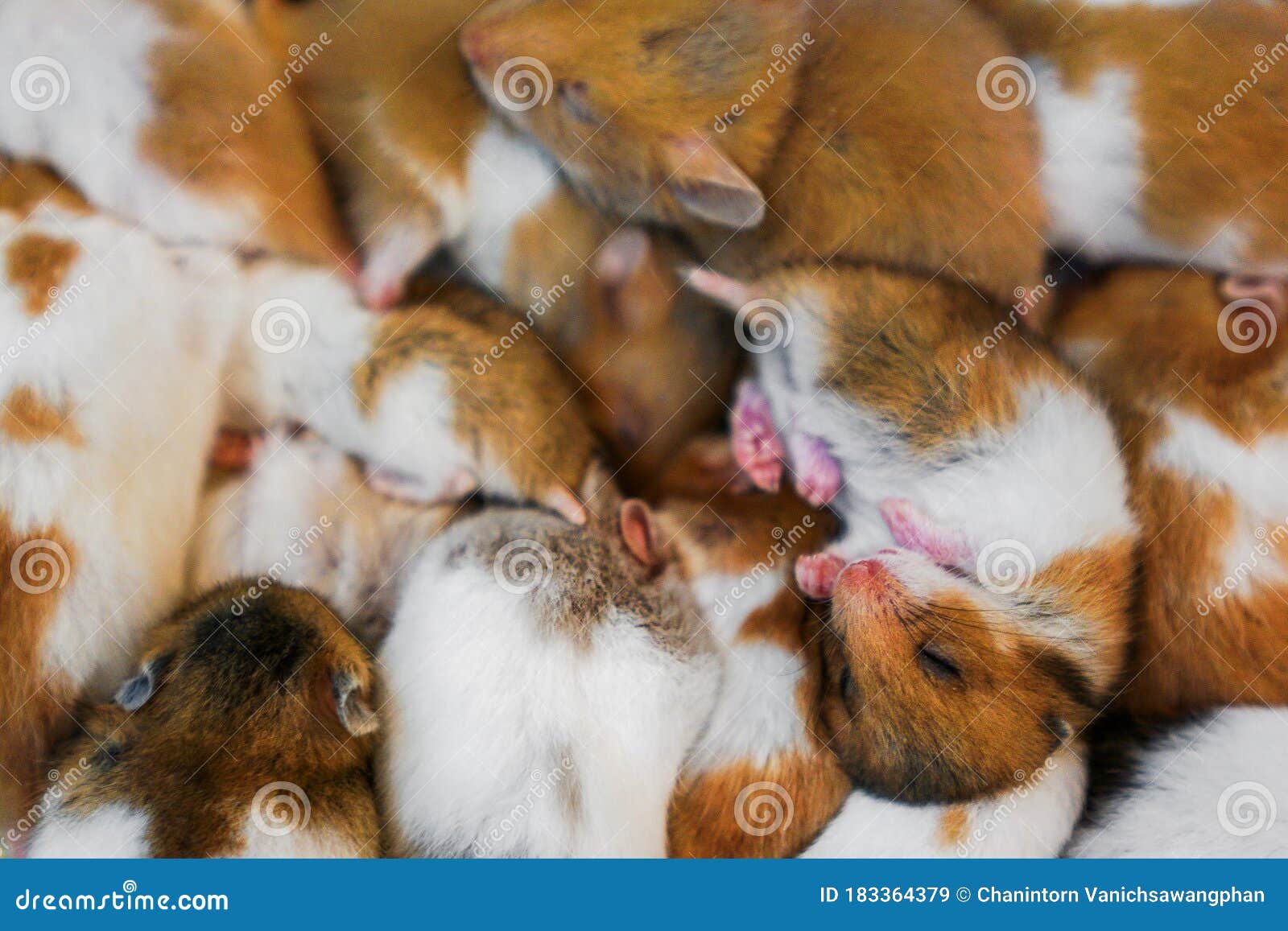 Cute Dwarf Hamster Sleeping