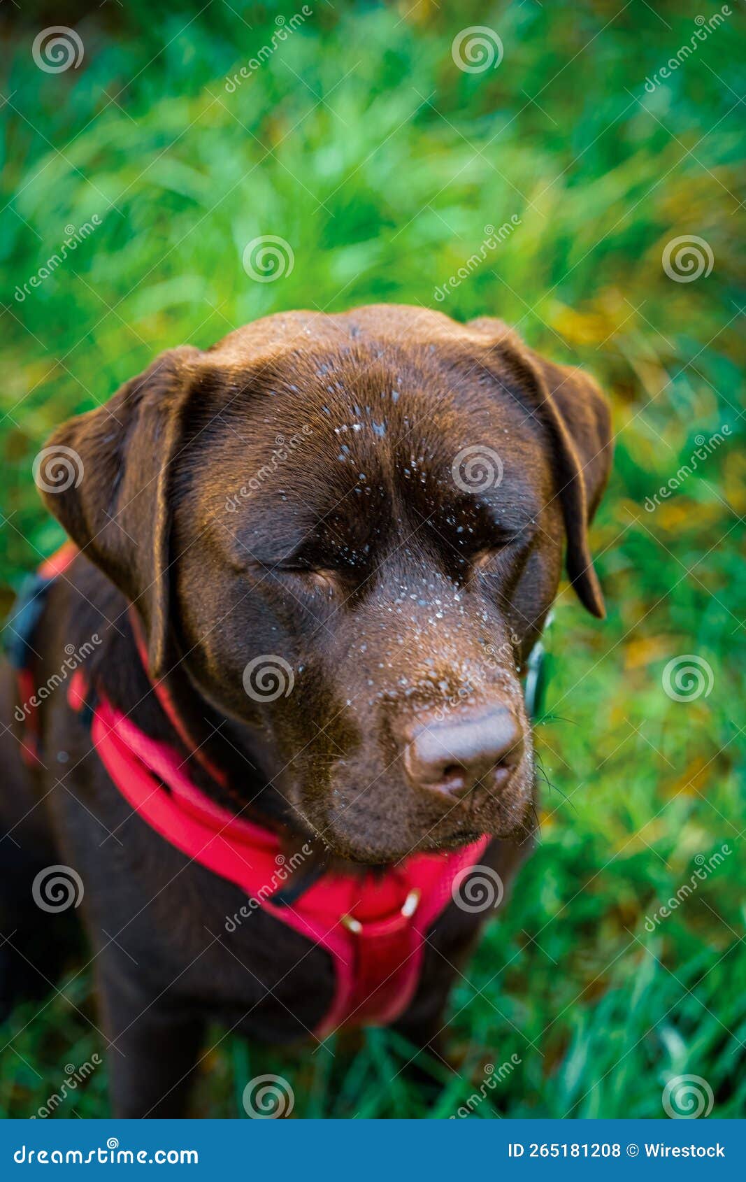 Selective Focus of a Cute Labrador Dog with Eyes Closed Stock Photo ...