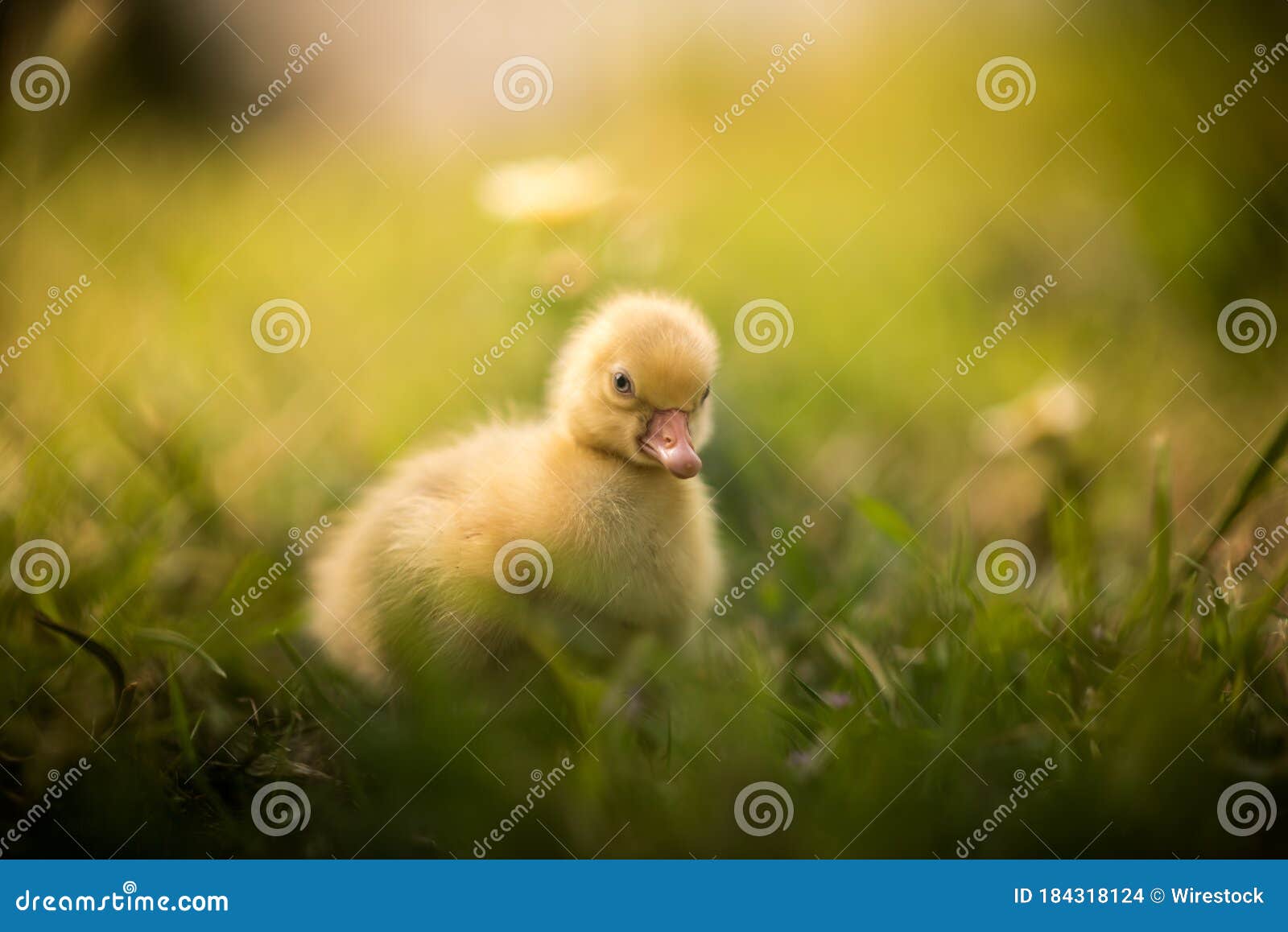 Selective Focus of a Cute, Little Yellow Baby Duck on the Grass Stock ...