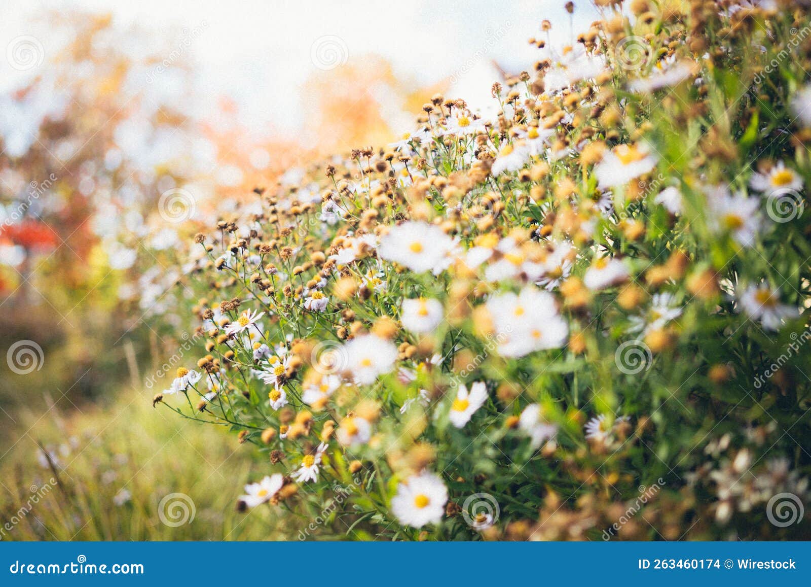 Selective Focus of Daisy Flowers in a Field Stock Photo - Image of ...