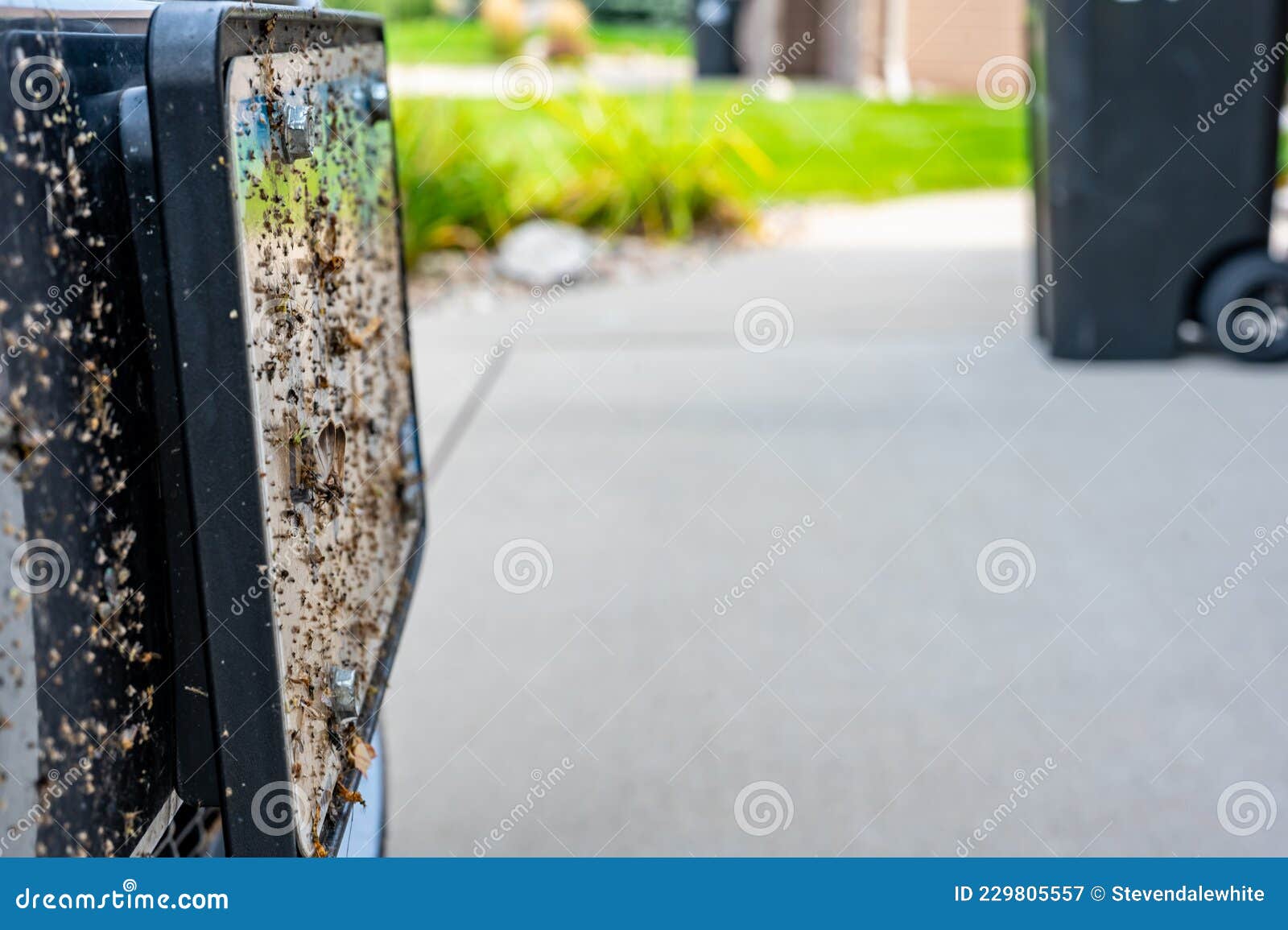 Selective Focus on Dead Bugs Splattered To the Front Grill and Plates ...