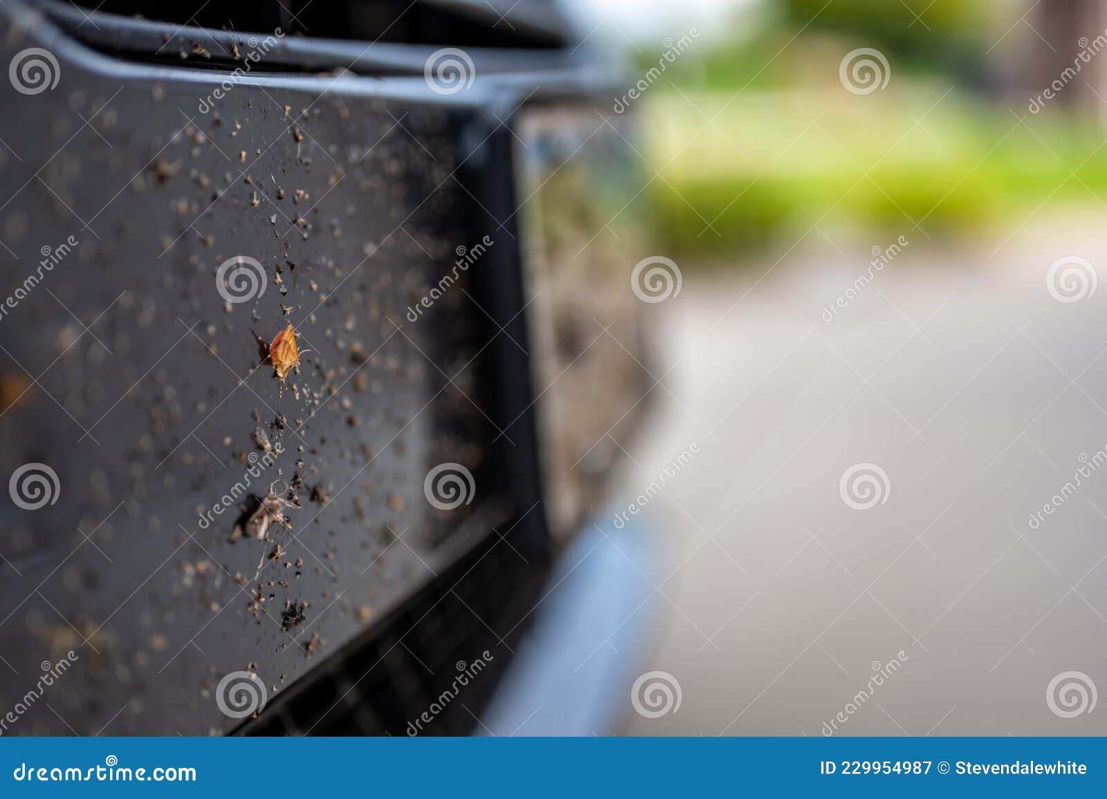 Selective Focus on Dead Bugs Splattered To the Front Grill and Plates ...