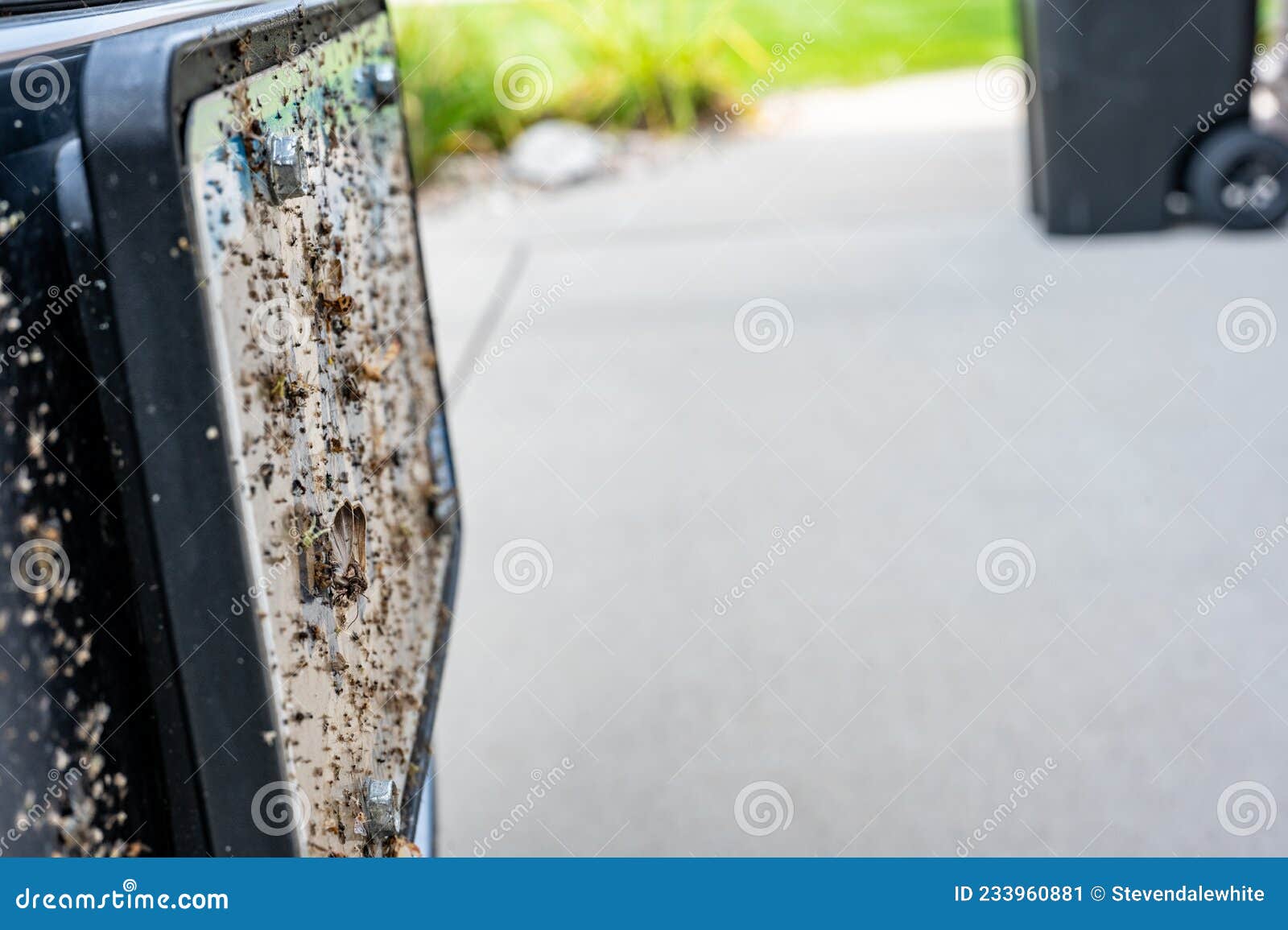 Selective Focus on Dead Bugs Splattered To the Front Grill and Plates ...