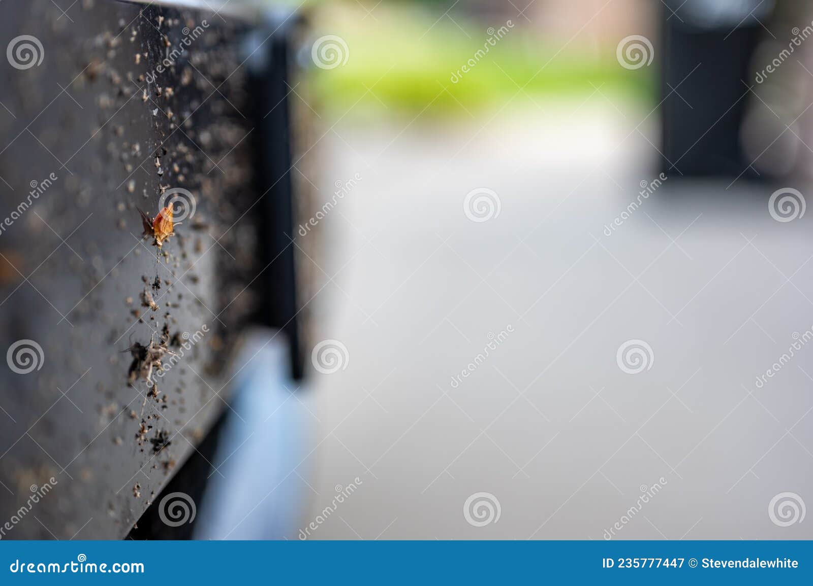 Selective Focus on Dead Bugs Splattered To the Front Grill and Plates ...