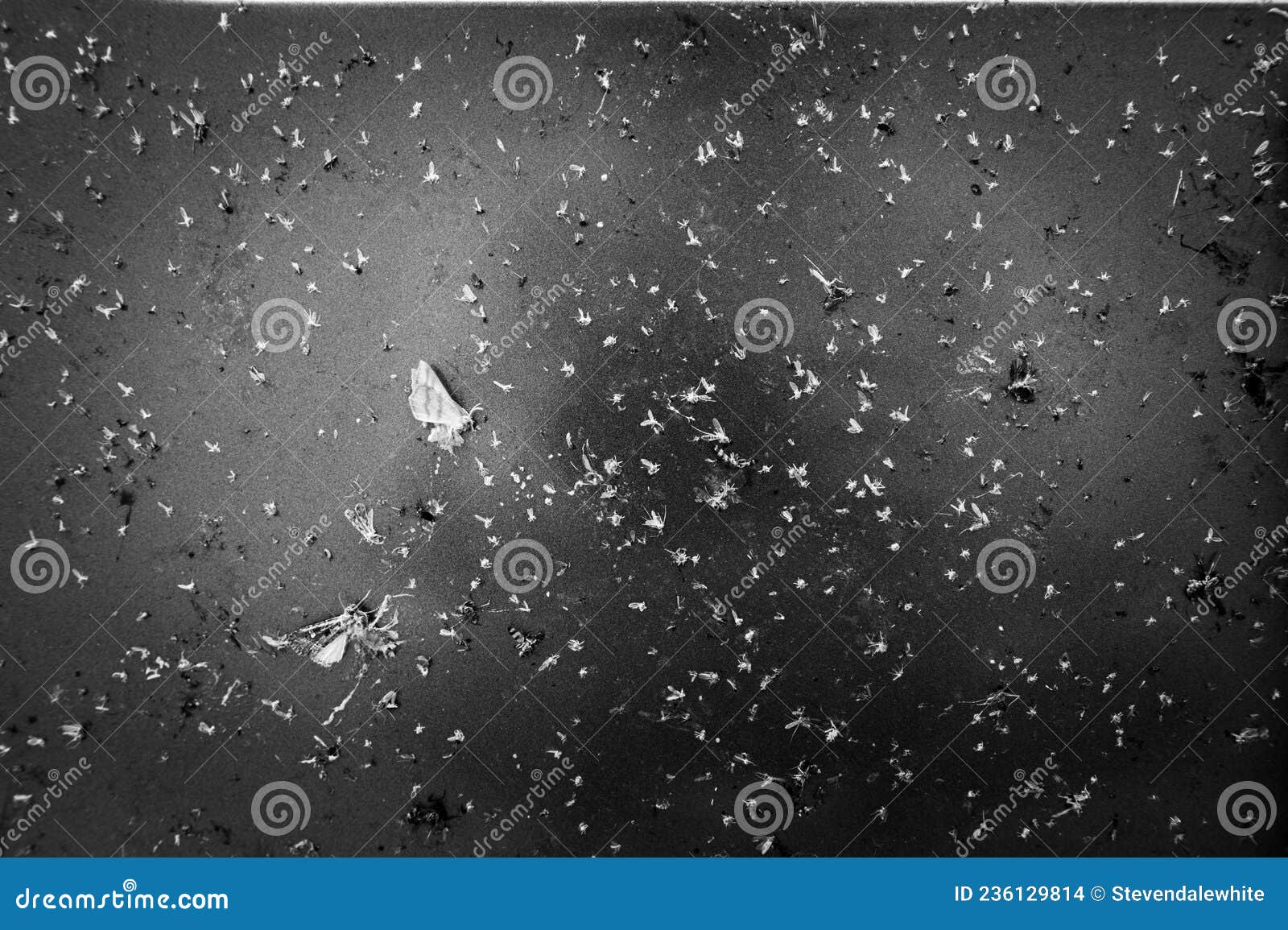 Selective Focus on Dead Bugs Splattered To the Front Grill and Plates ...