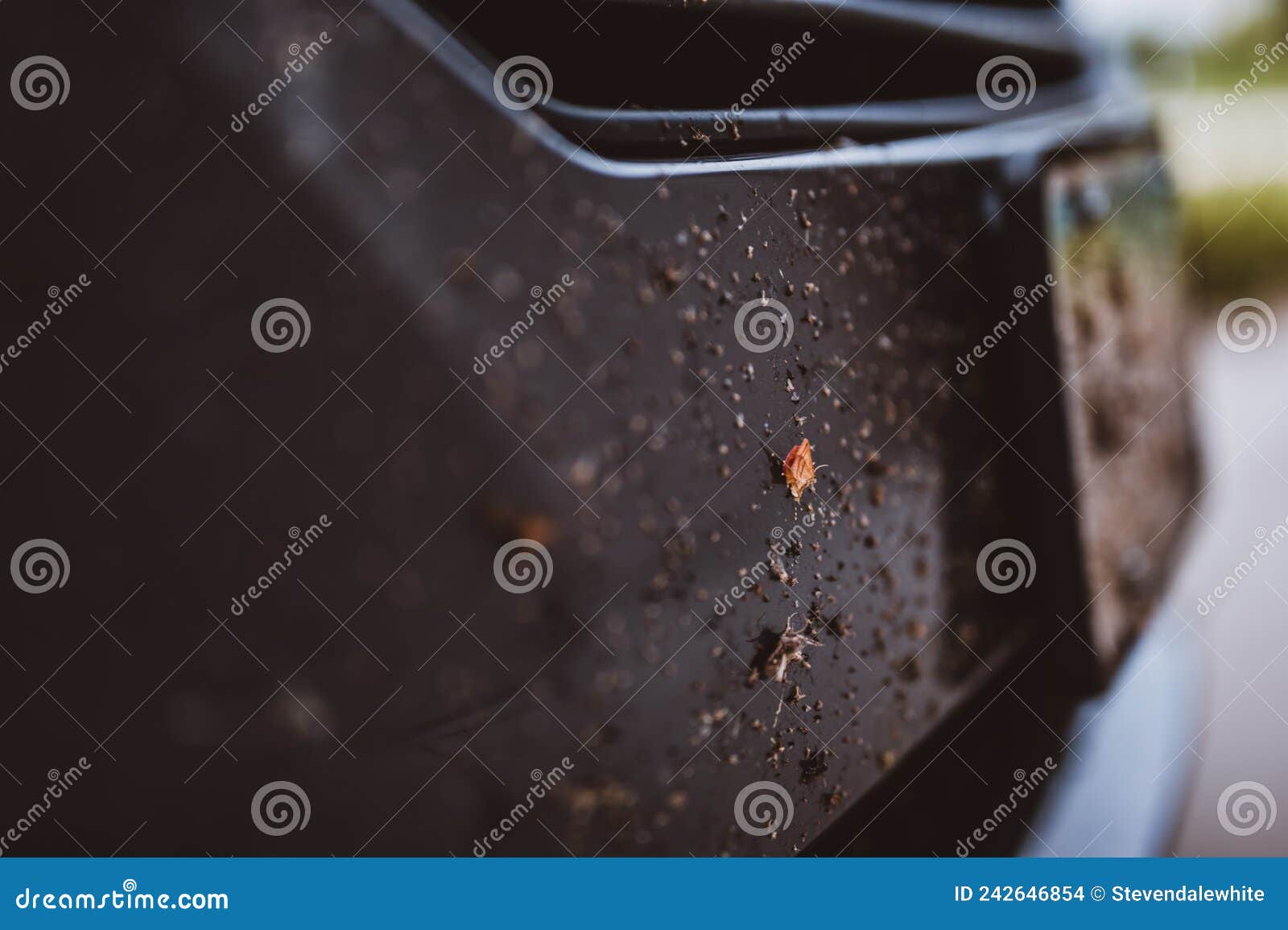 Selective Focus on Dead Bugs Splattered To the Front Grill and Plates ...