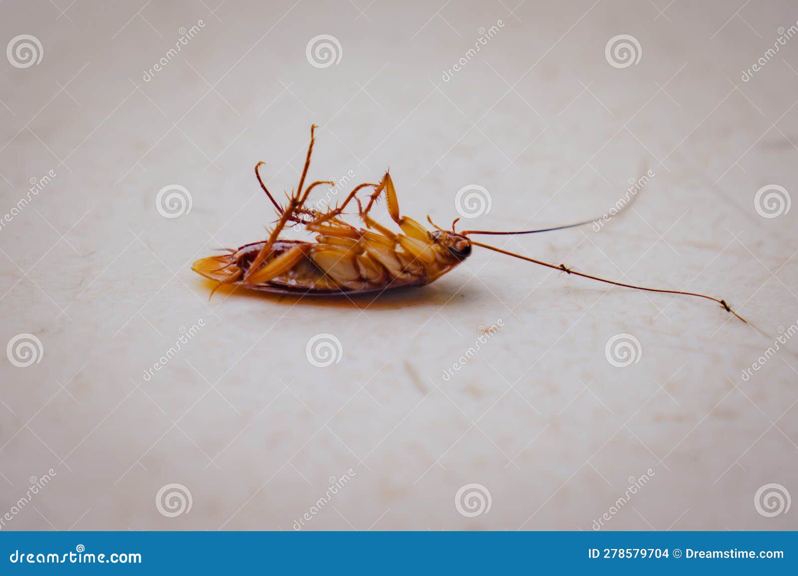 Selective Focus of a Dead House Cockroach in a Supine Position Stock ...