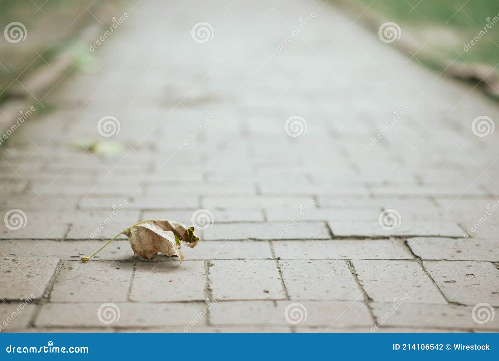 Selective Focus of a Dried Leaf on a Pavement Pathway in a Park with ...