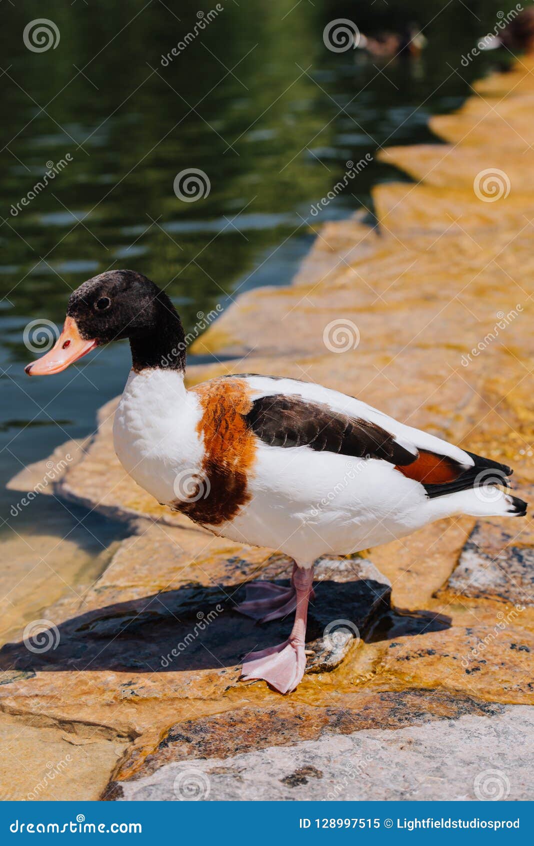 Selective Focus of Duck Standing on Shallow Stock Image - Image of lake ...