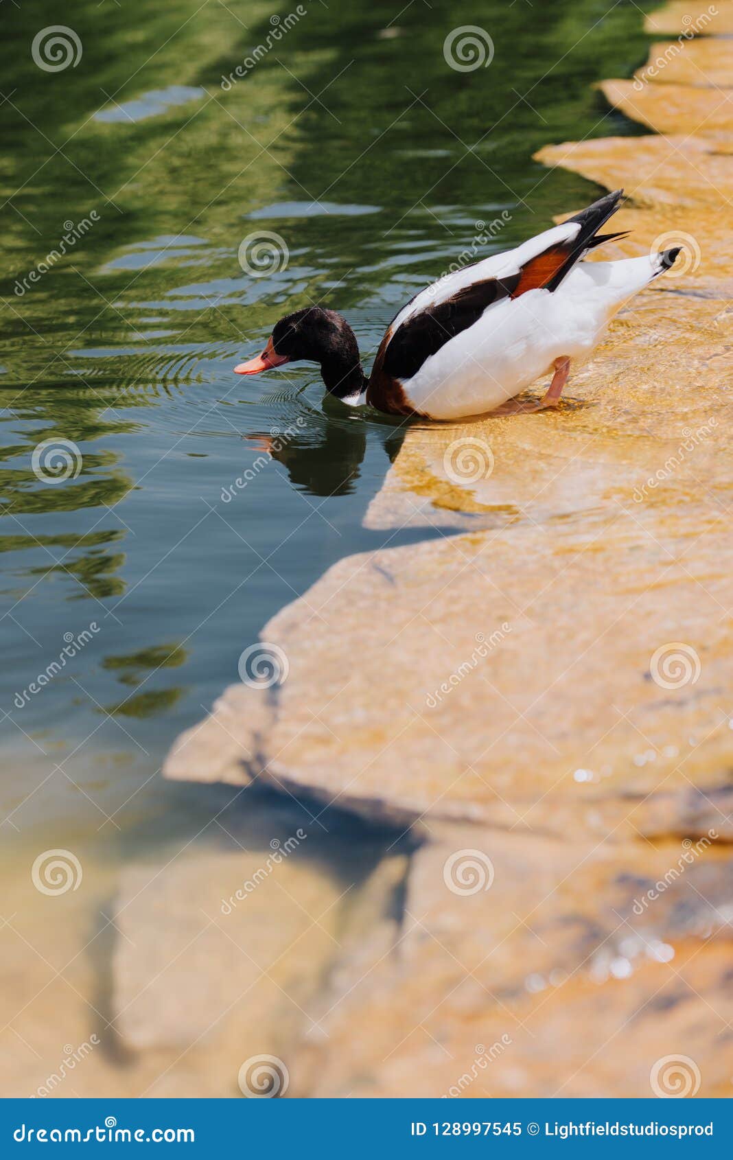 Selective Focus of Duck Submerging Stock Image - Image of wild, natural ...