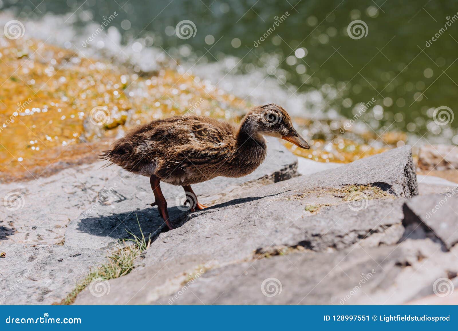Selective Focus of Duckling Standing on Rocky Coast Stock Image - Image ...