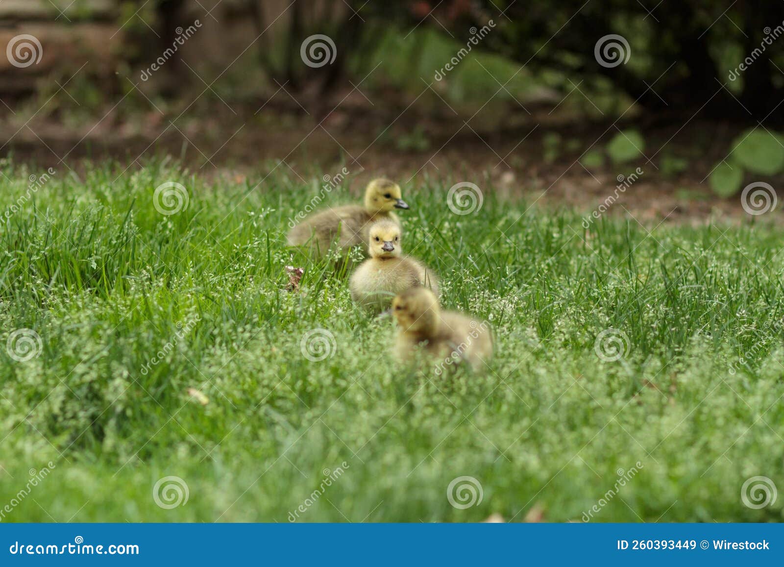 Selective Focus of a Ducklings Playing in the Grass. Stock Image ...