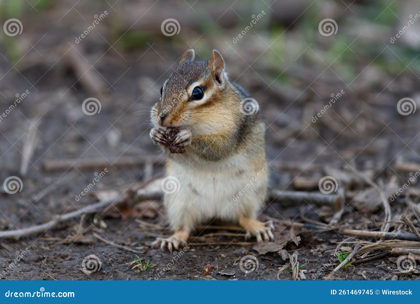 Selective Focus on an Eastern Chipmunk Holding a Piece of Nut and ...