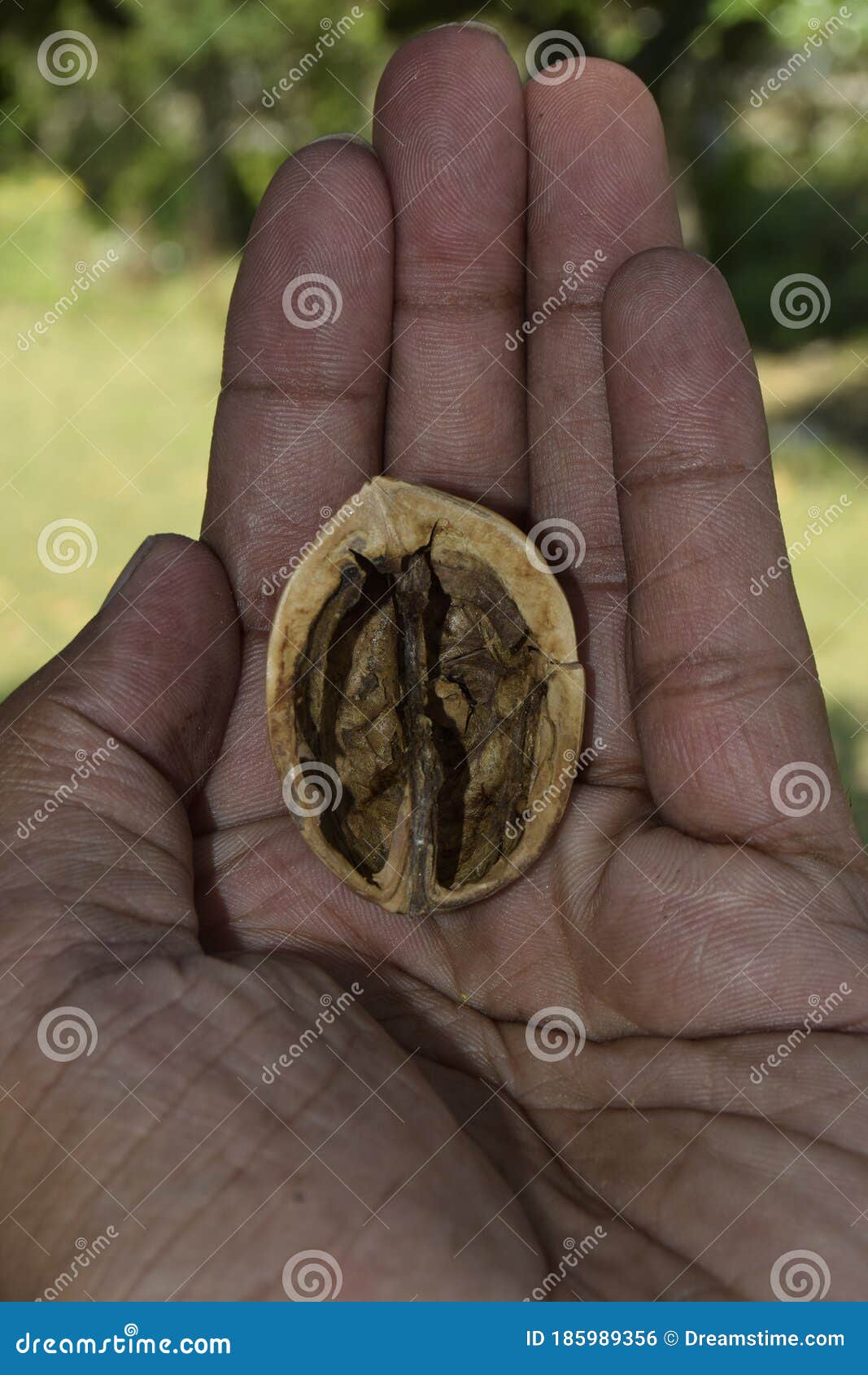 Selective Focus of Empty Walnut in Man Hand, Walnut Shell in Man Hand ...