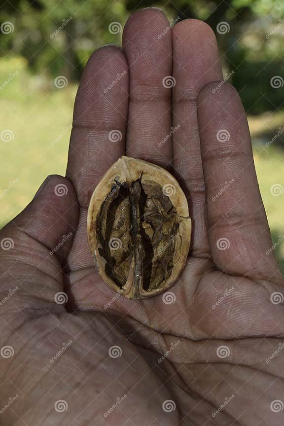 Selective Focus of Empty Walnut in Man Hand, Walnut Shell in Man Hand ...