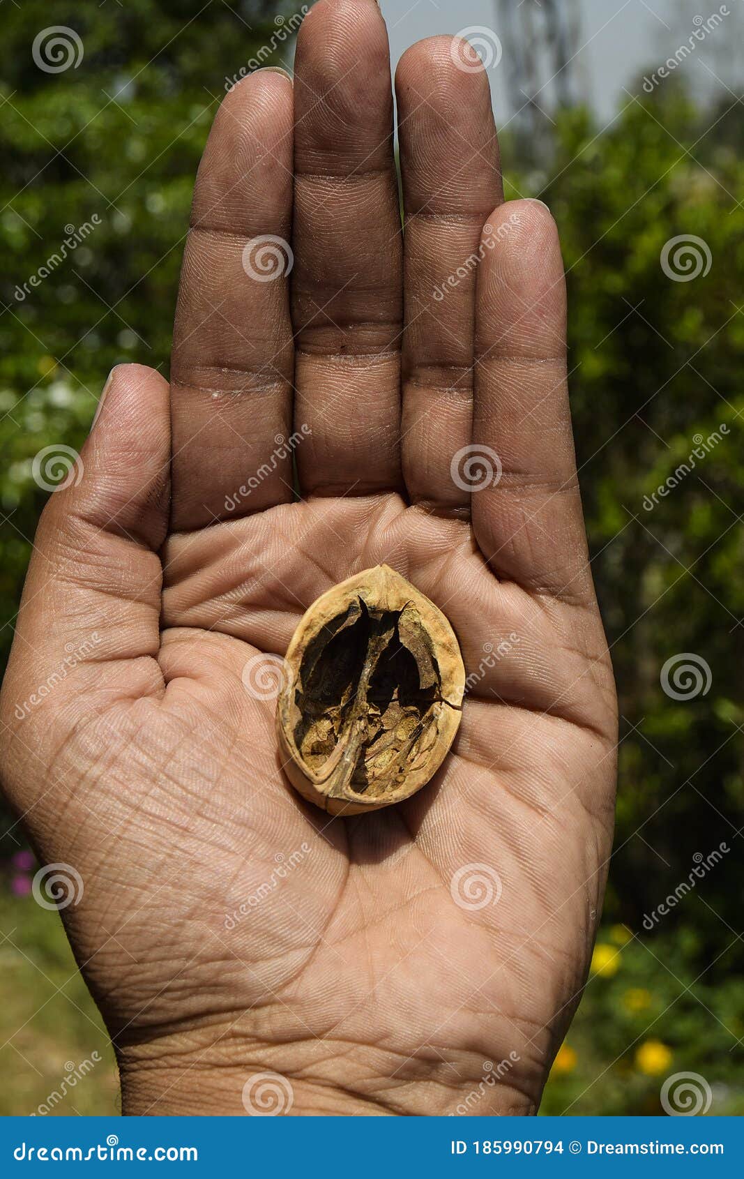 Selective Focus of Empty Walnut in Man Hand, Walnut Shell in Man Hand ...
