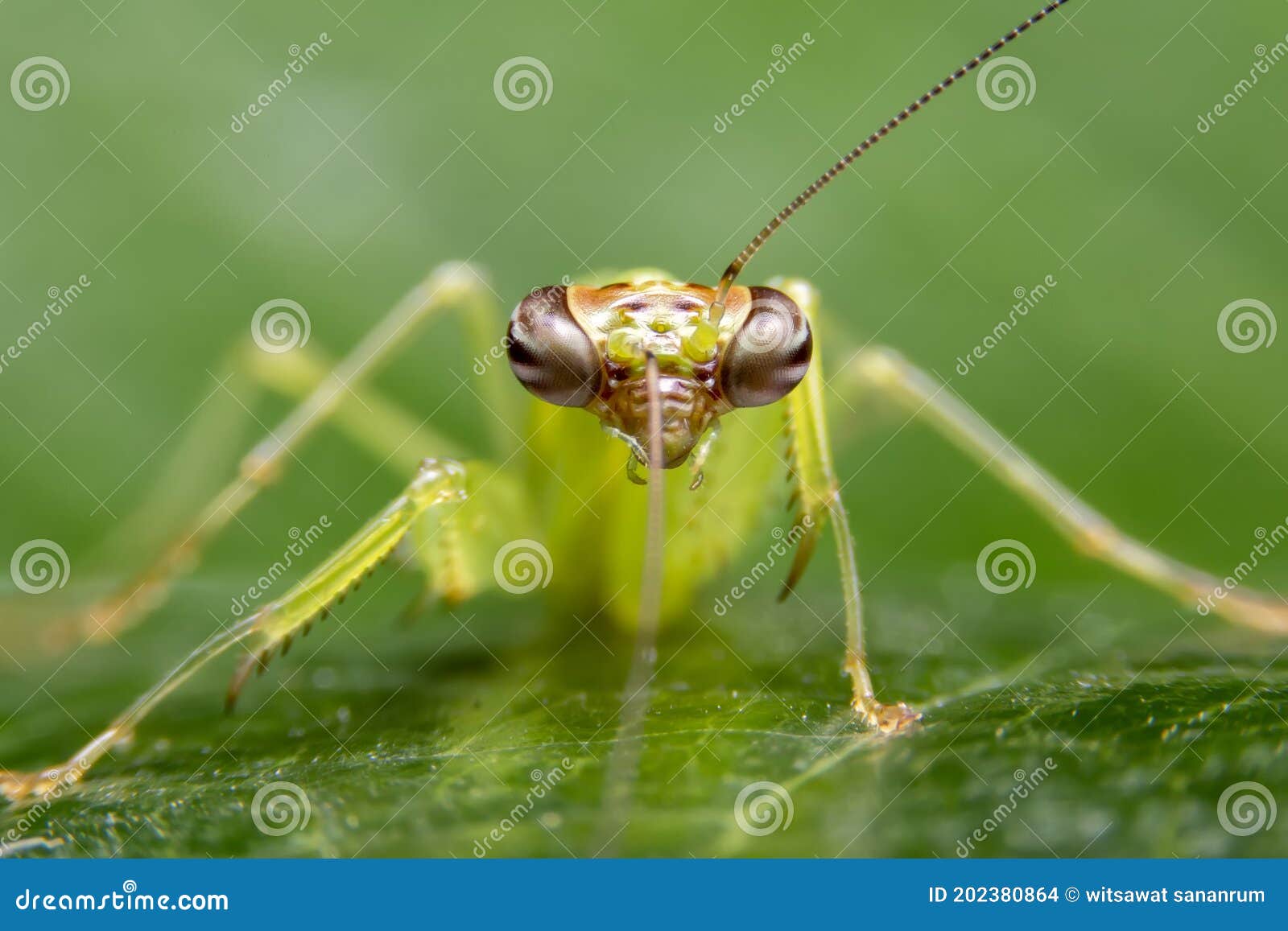 Selective Focus of the Face of the Grasshopper Leaves. Front View of ...