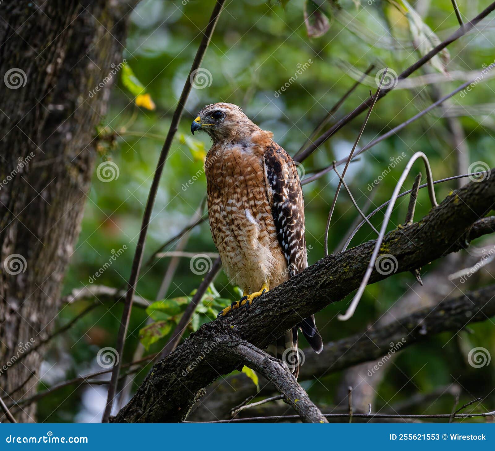 Selective Focus of a Falcon Standing on the Tree Branch with Blurred ...