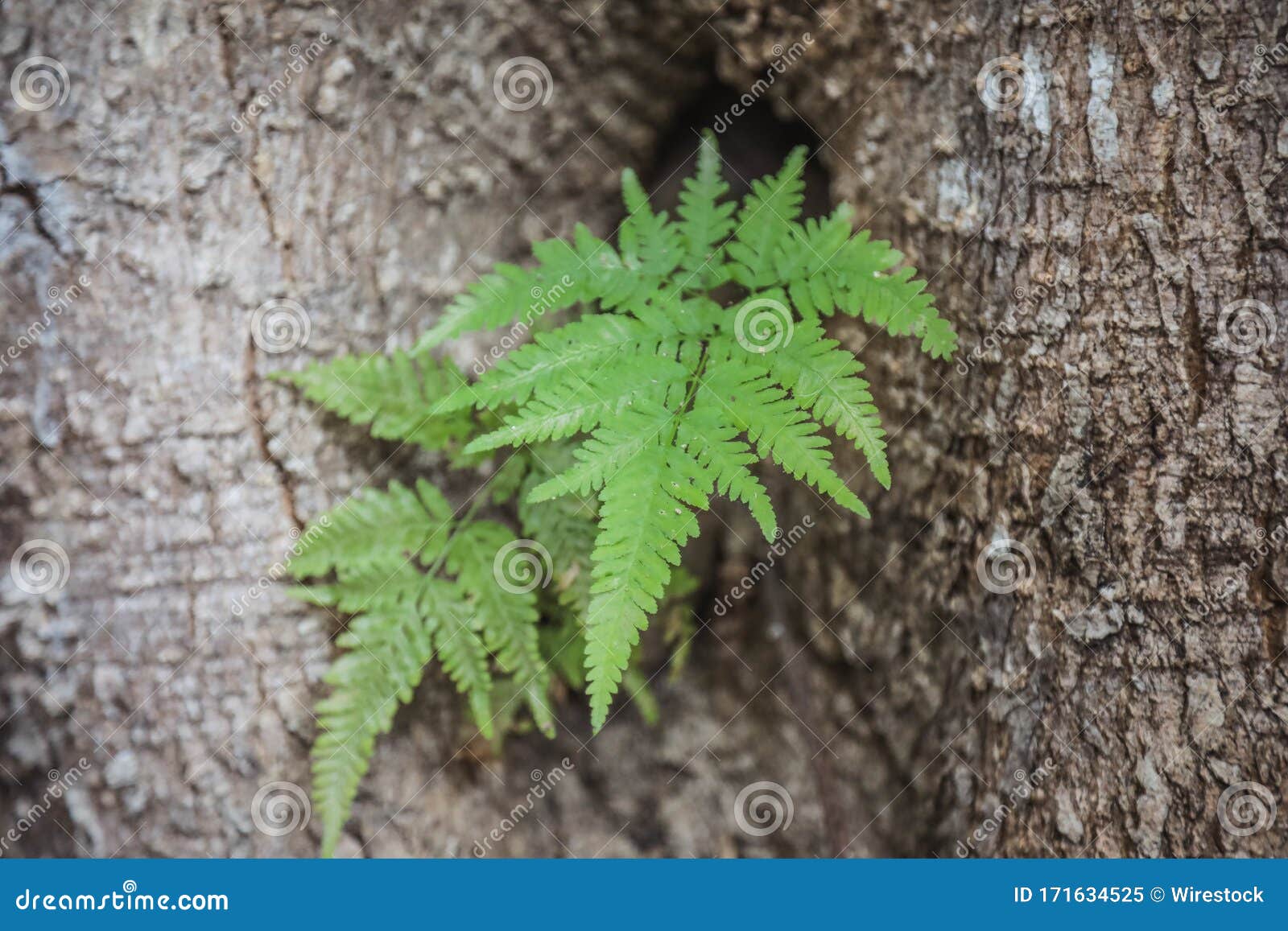 Selective Focus of Fern Leaves on a Tree Bark Under the Sunlight Stock ...