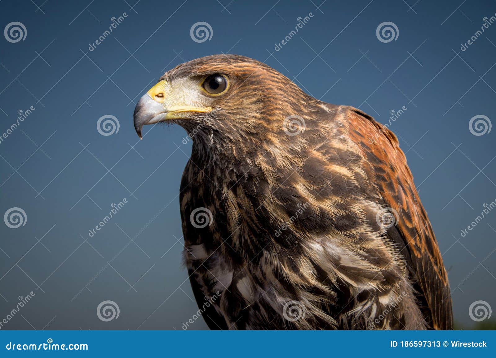 Selective Focus of the Fierce Eagle with Patterns Isolated on a Blue ...