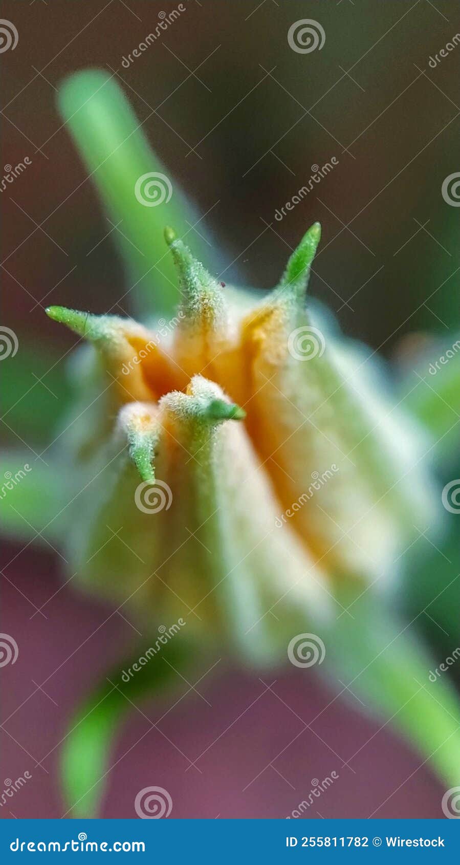 Selective Focus of a Flower Bud Stock Photo - Image of vibrant, blossom ...