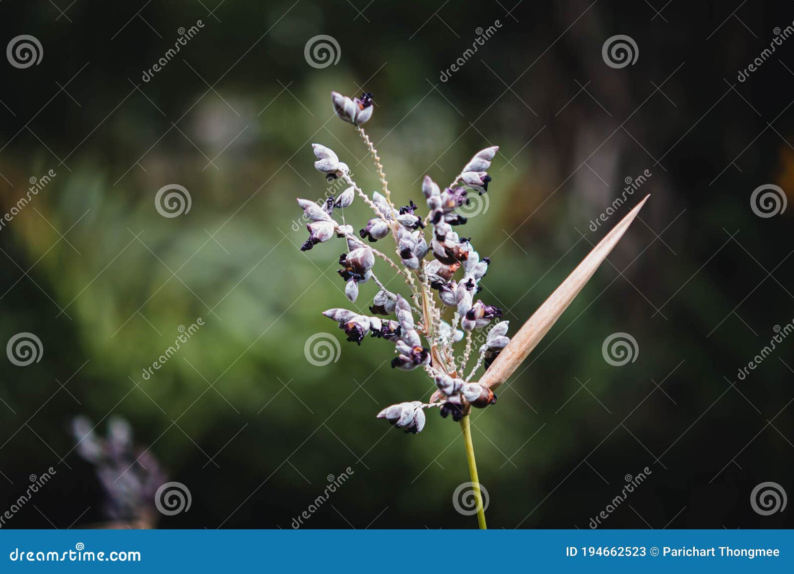 Selective Focus of Flower on Dark Green Nature Background Bokhe Stock ...