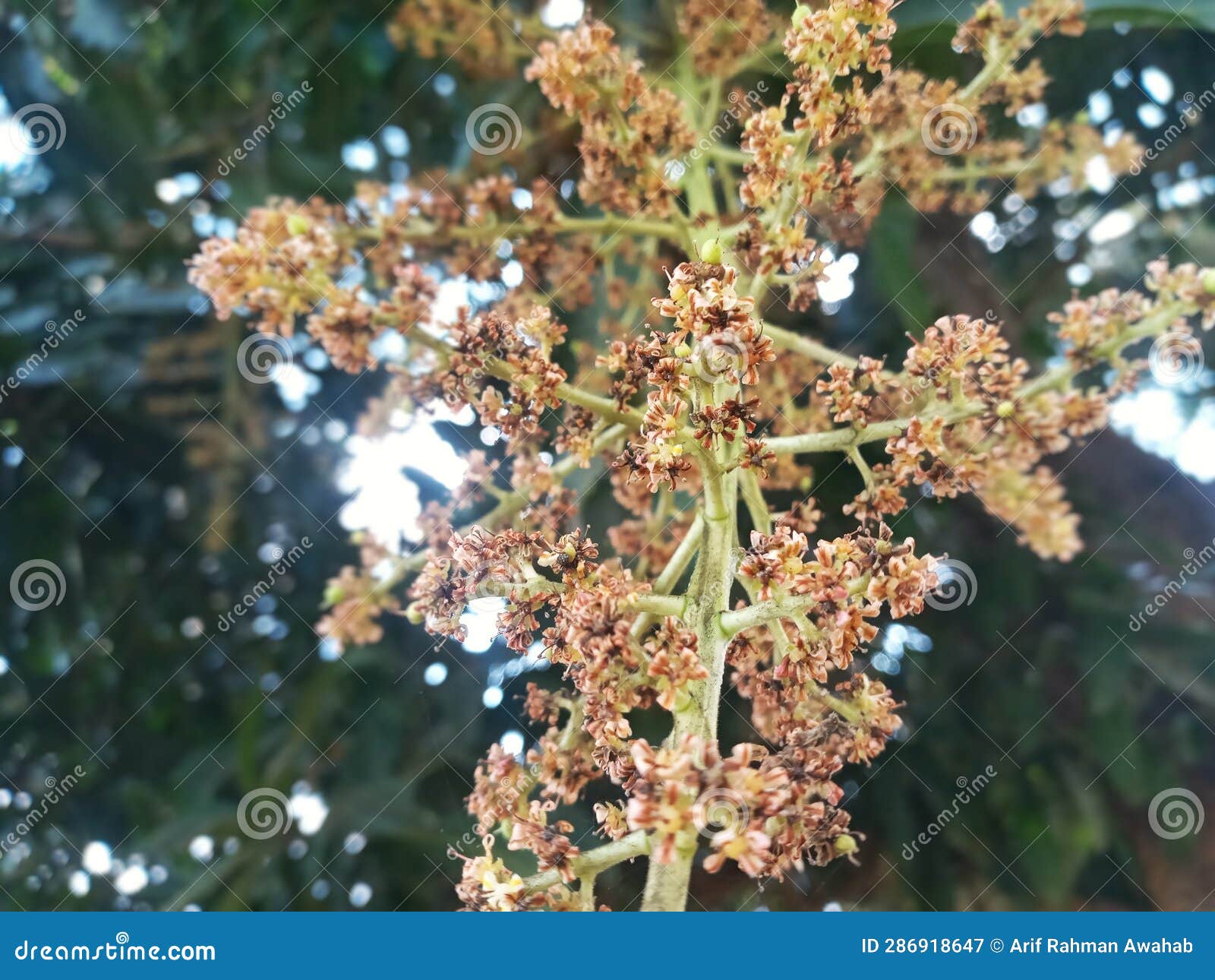 Selective Focus of Flowering Mango Tree during Mango Season Stock Image ...