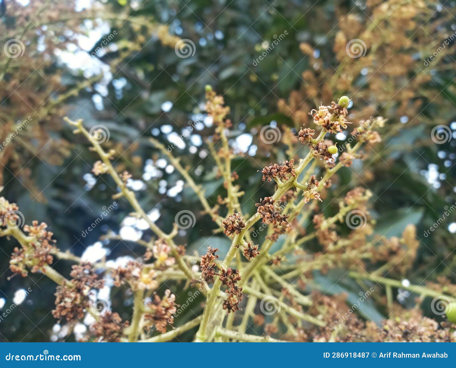 Selective Focus of Flowering Mango Tree during Mango Season Stock Image ...