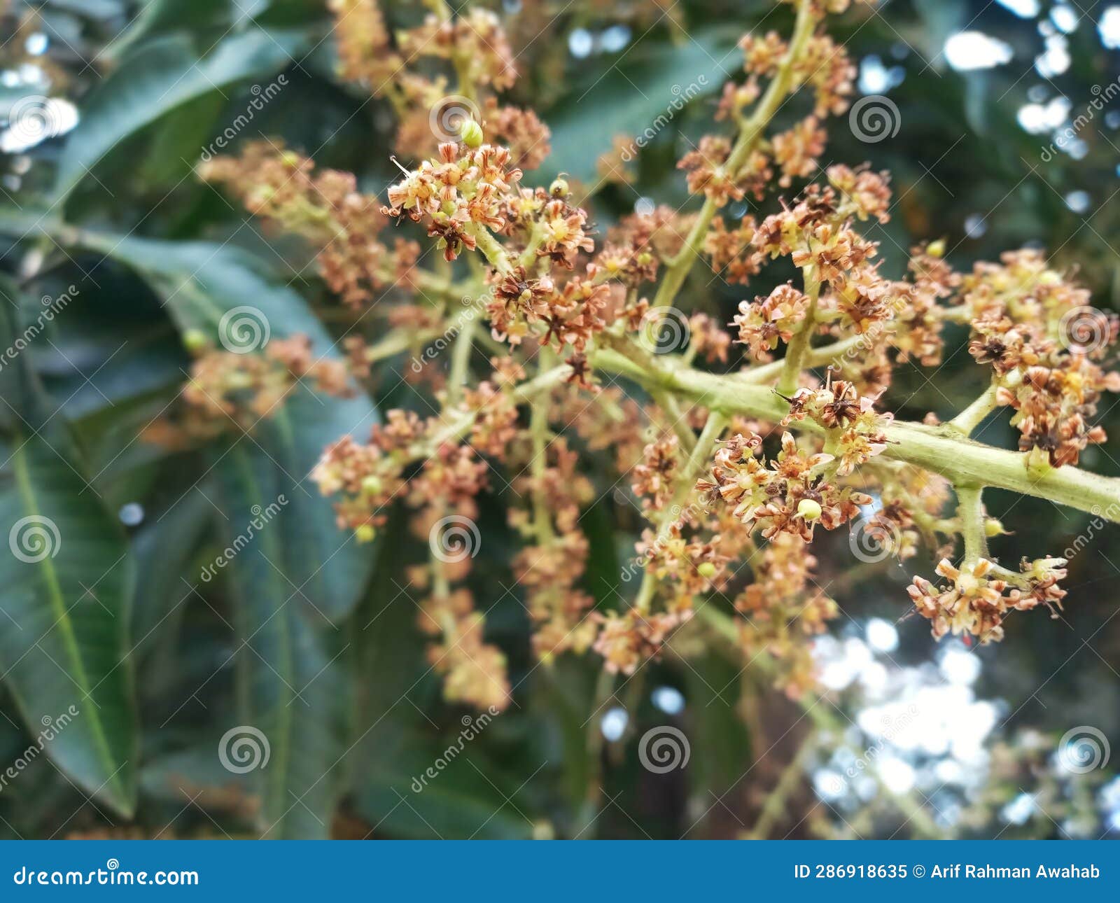 Selective Focus of Flowering Mango Tree during Mango Season Stock Image ...