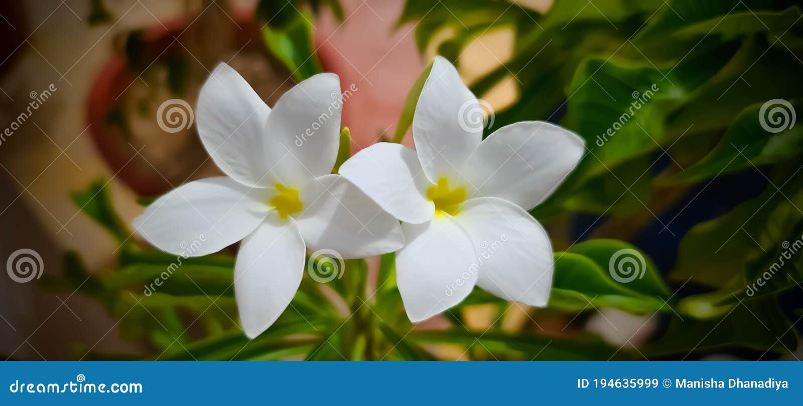 Selective Focus on with Flowers with Background Blur Stock Image ...