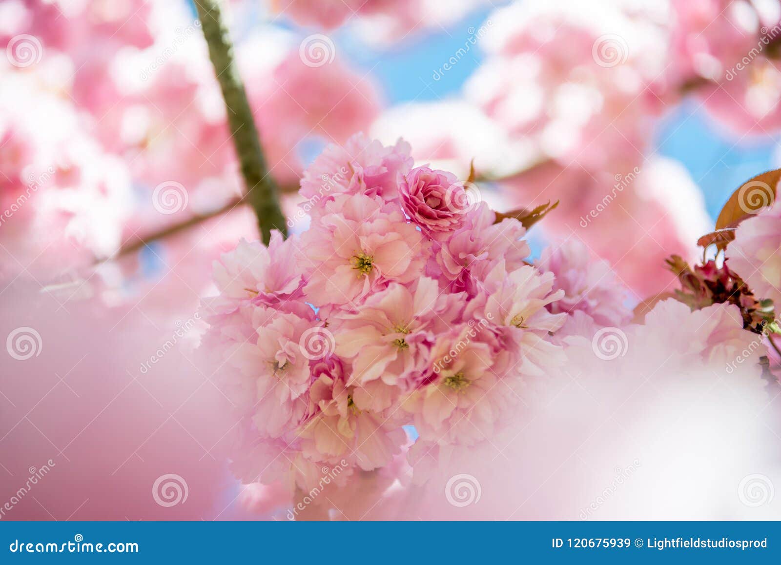 Selective Focus of Flowers on Branches of Stock Image - Image of park ...