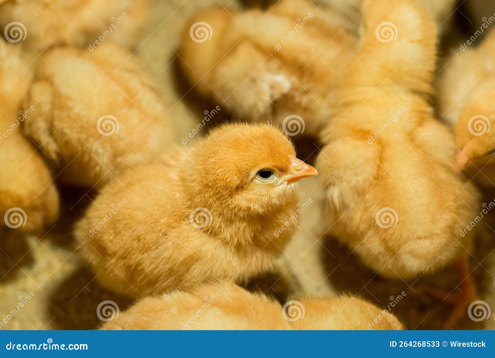 Selective Focus of a Fluffy Yellow Chick on a Poultry Farm, a Concept ...
