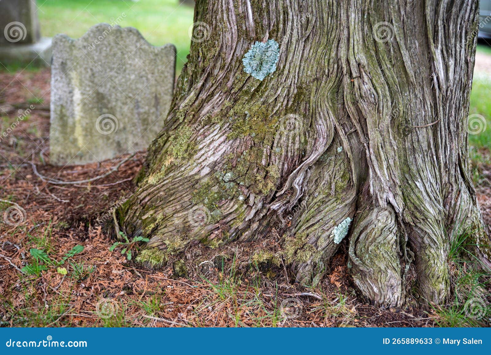 Swirling Texture Tree Bark in Cemetery by Anciant Grave Stone. Stock ...