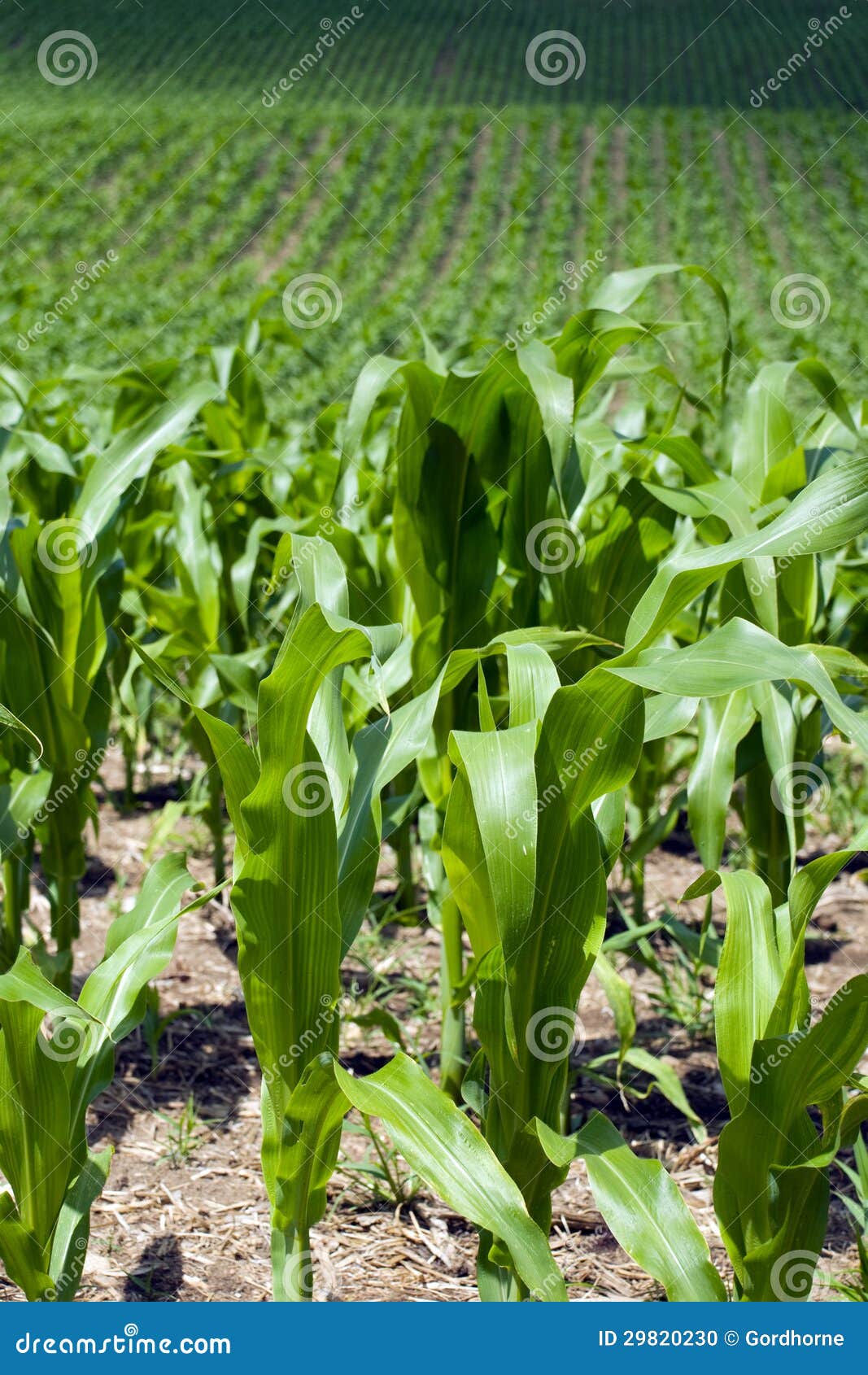 Corn Stalks stock photo. Image of life, corn, crop, nonurban - 29820230