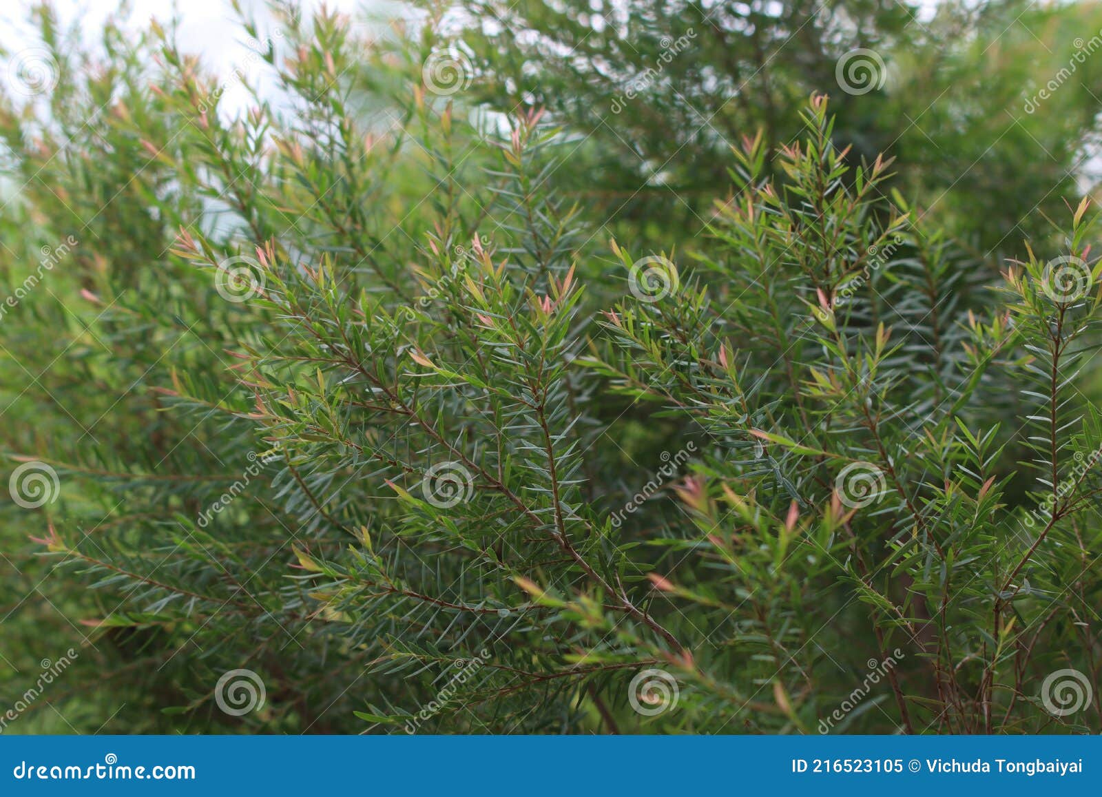 Fragrant Screw Pine Or Kewra Or Kevda Pandanus Odorifer Trees Stock ...