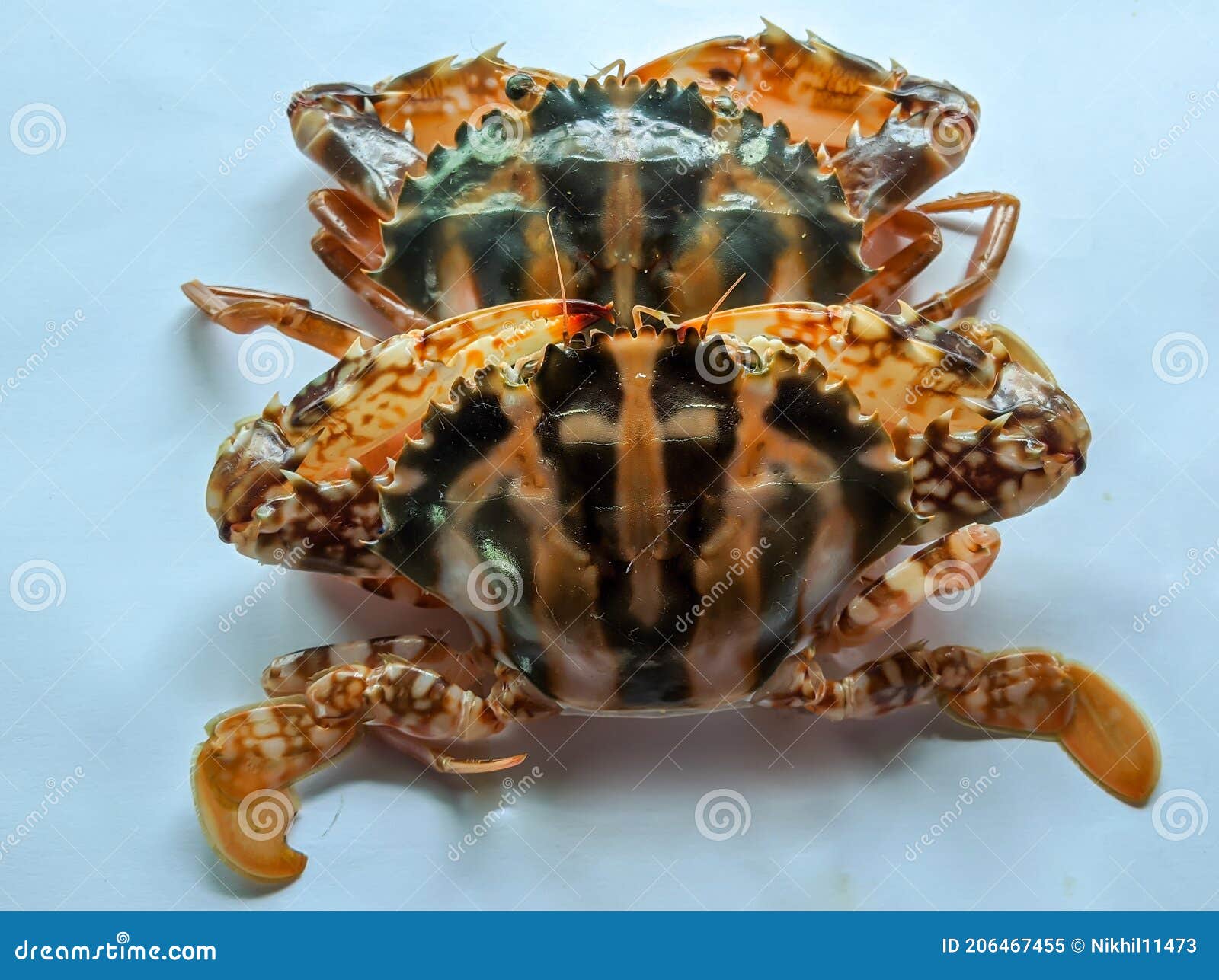 Selective Focus of Fresh Crucifix Crab Isolated on a White Background ...